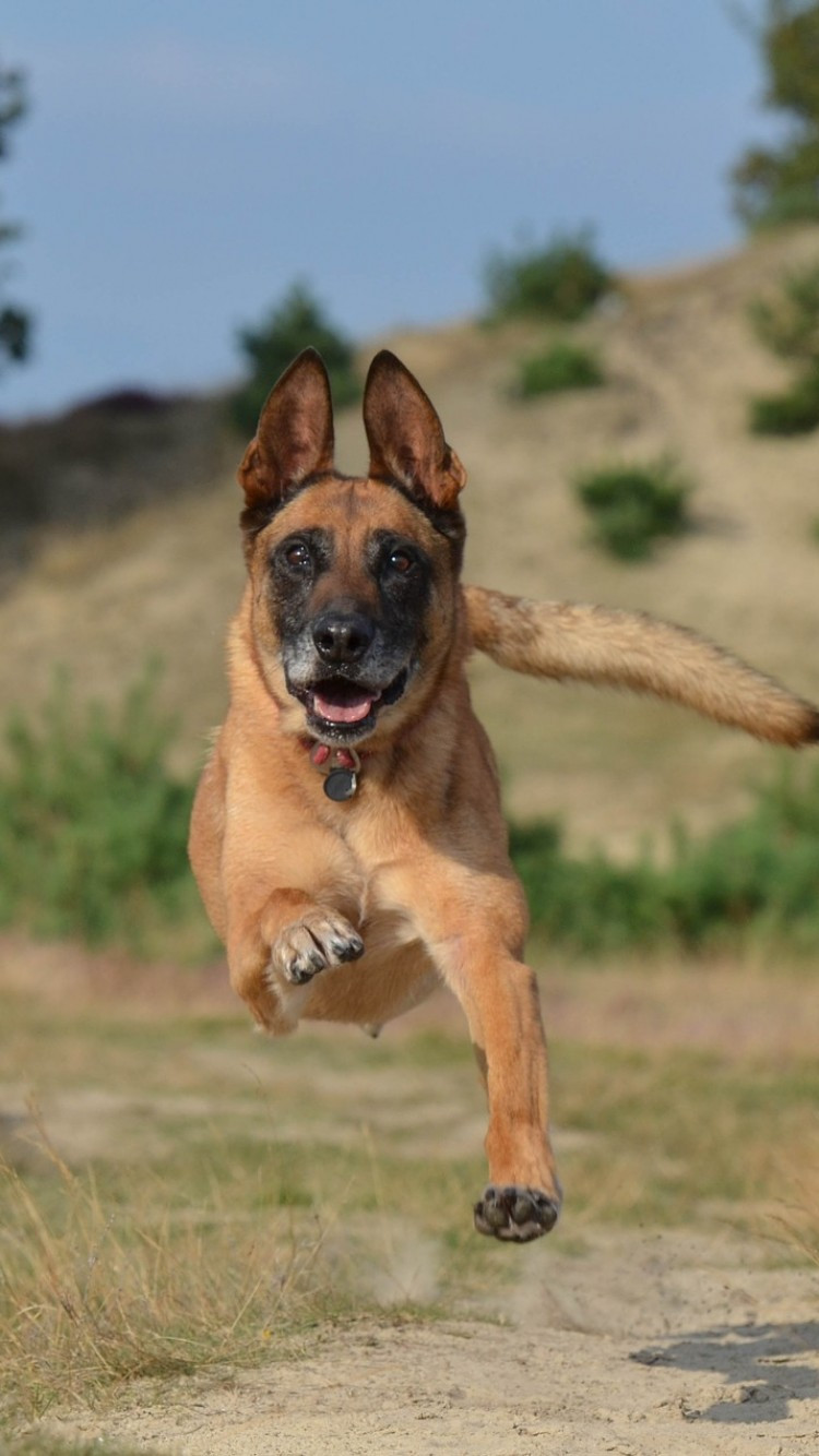 Malinois Dog Wallpapers - Wallpaper Cave