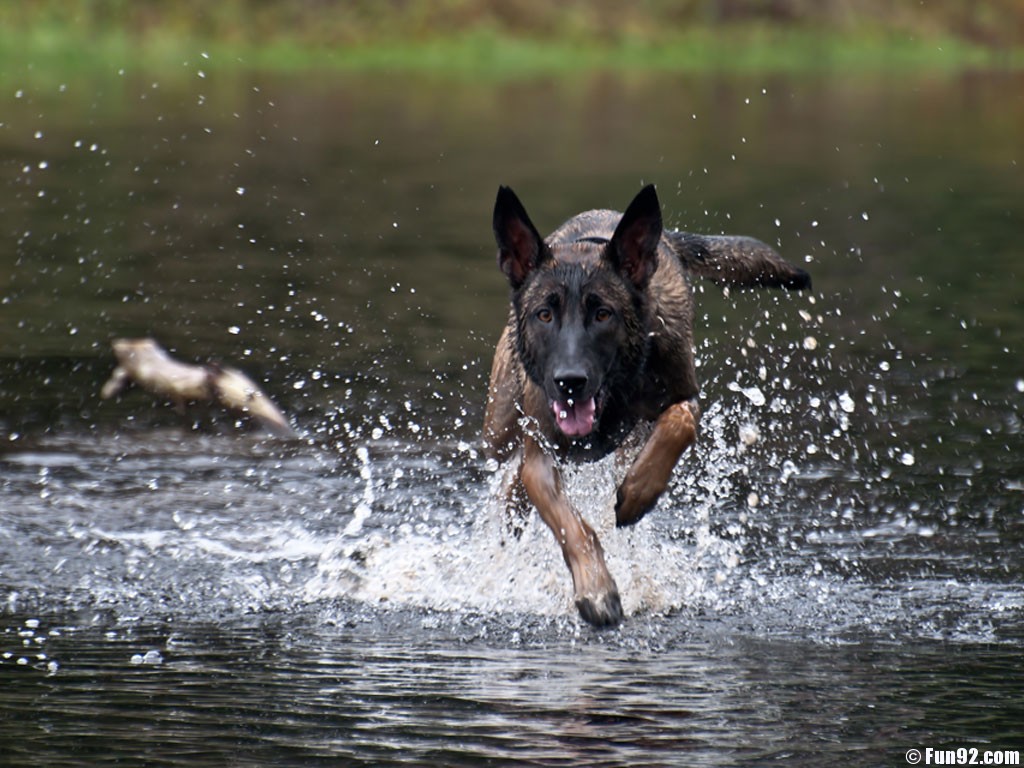 Malinois Dog Wallpapers - Wallpaper Cave