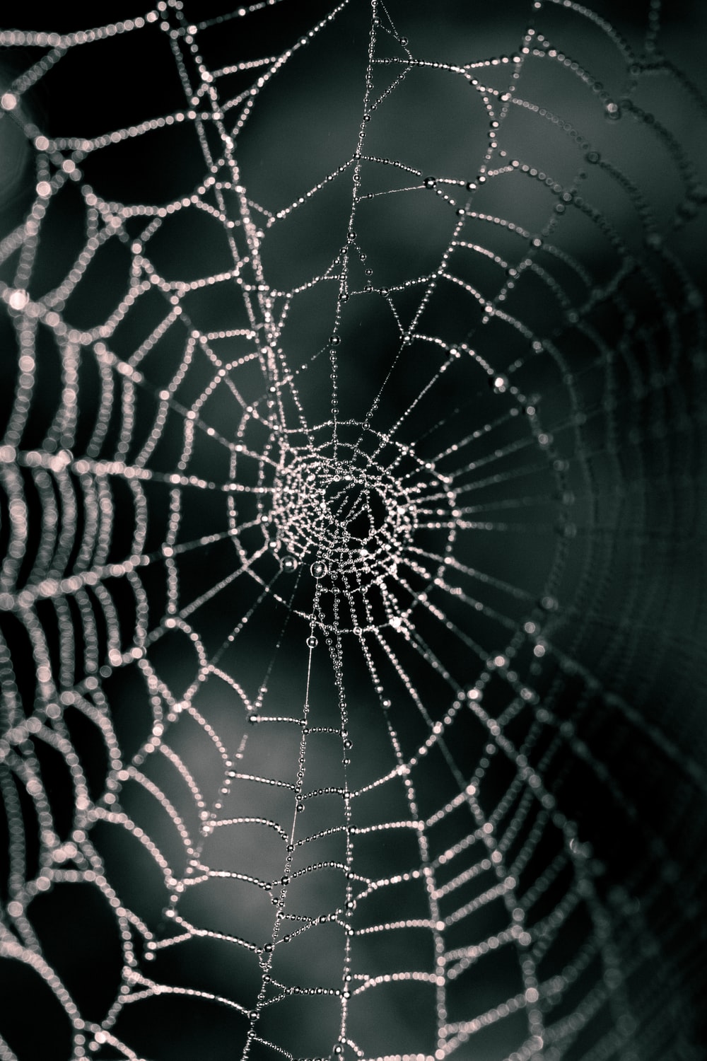 Spider Net Wallpapers - Wallpaper Cave
