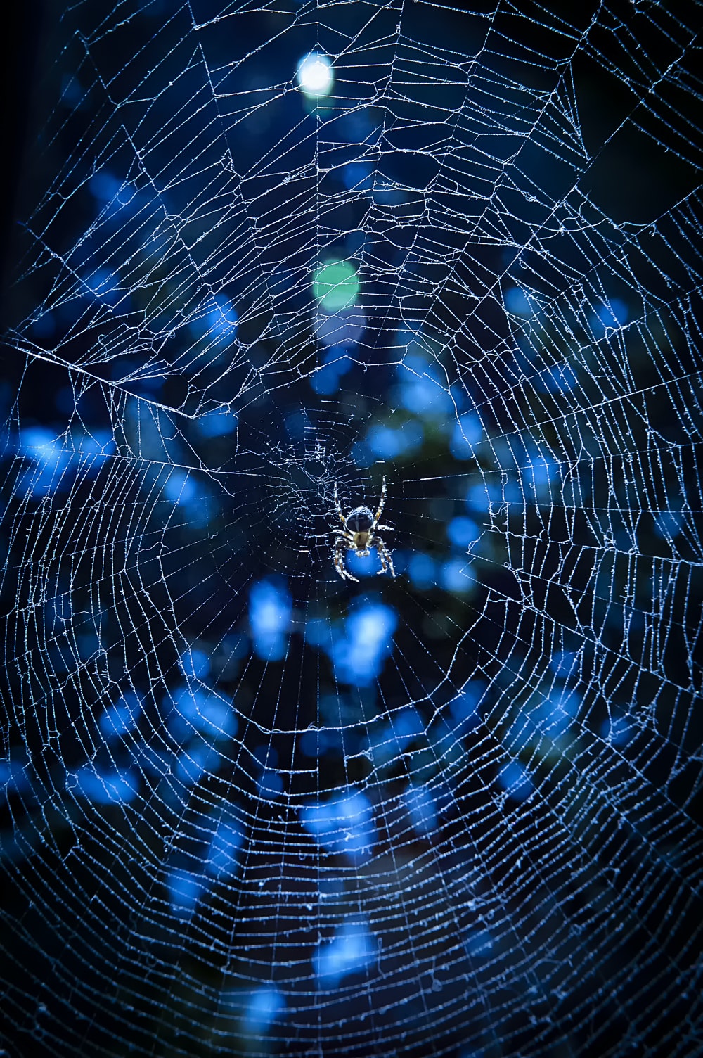 Spider Net Wallpapers - Wallpaper Cave