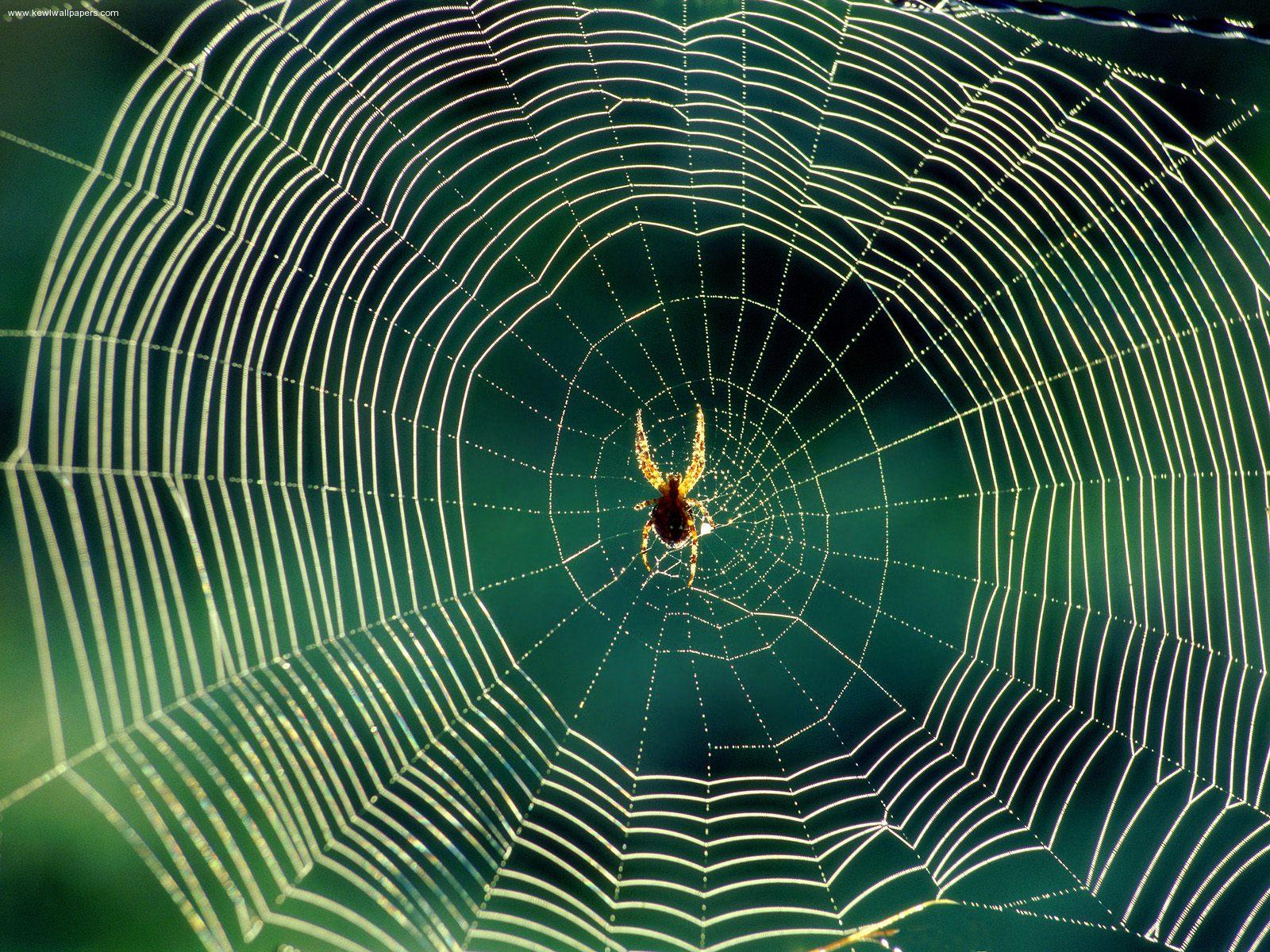 Spider Net Wallpapers - Wallpaper Cave