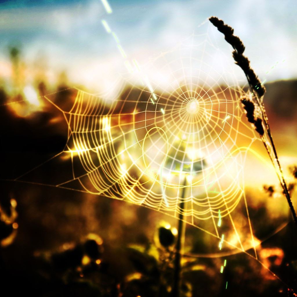 Spider Net Wallpapers - Wallpaper Cave
