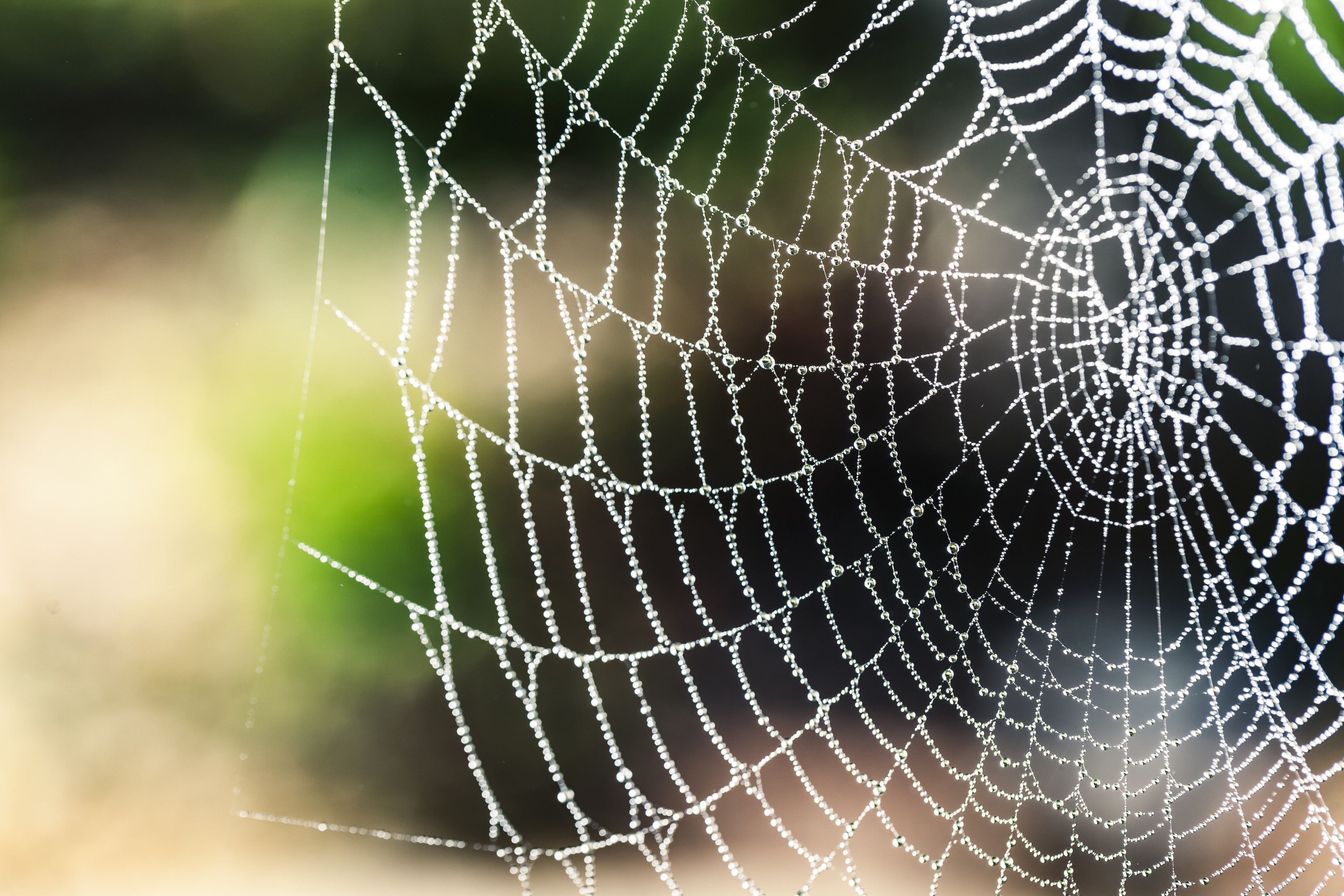 Spider Net Wallpapers - Wallpaper Cave