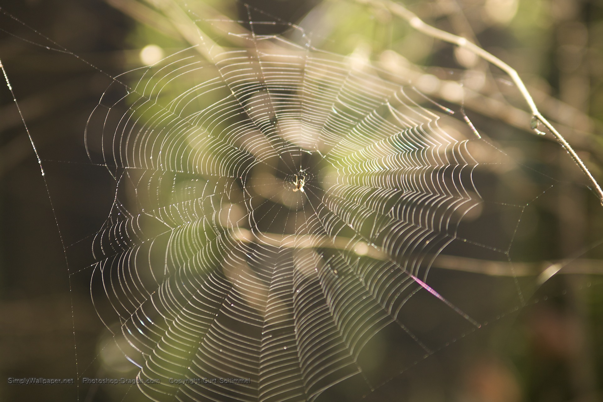 Spider Net Wallpapers - Wallpaper Cave
