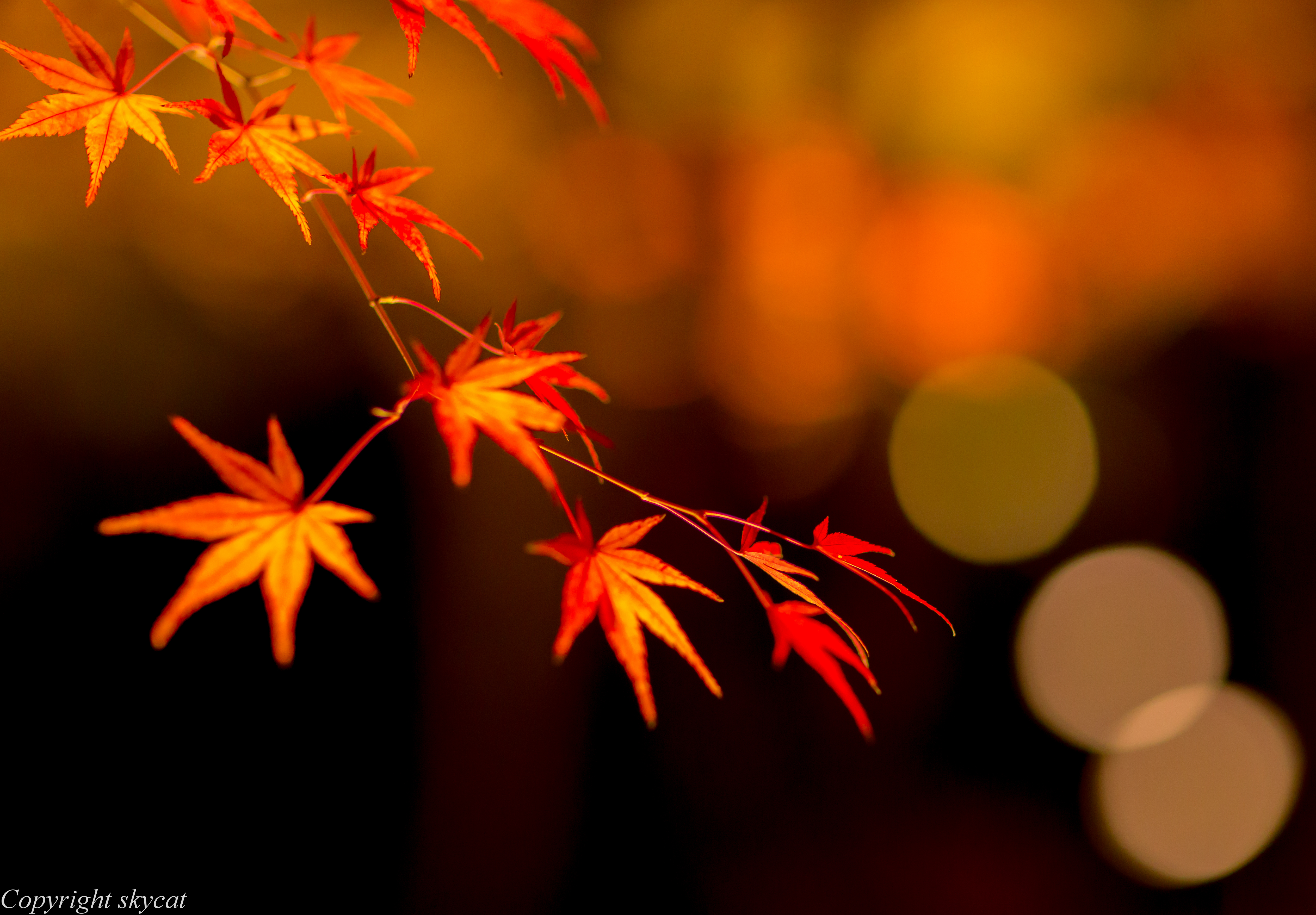 Autumn Kyoto Wallpapers - Wallpaper Cave