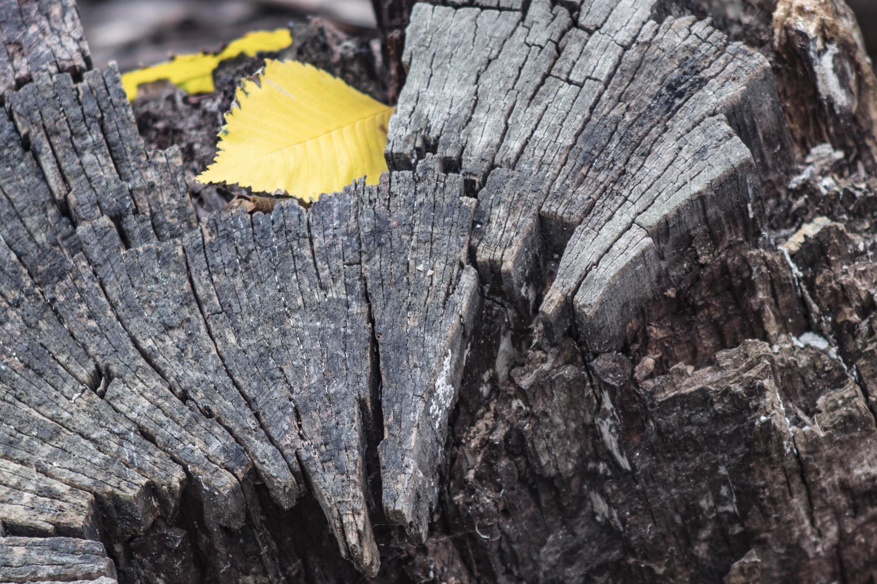 Autumn Leaves Grey Wallpapers - Wallpaper Cave