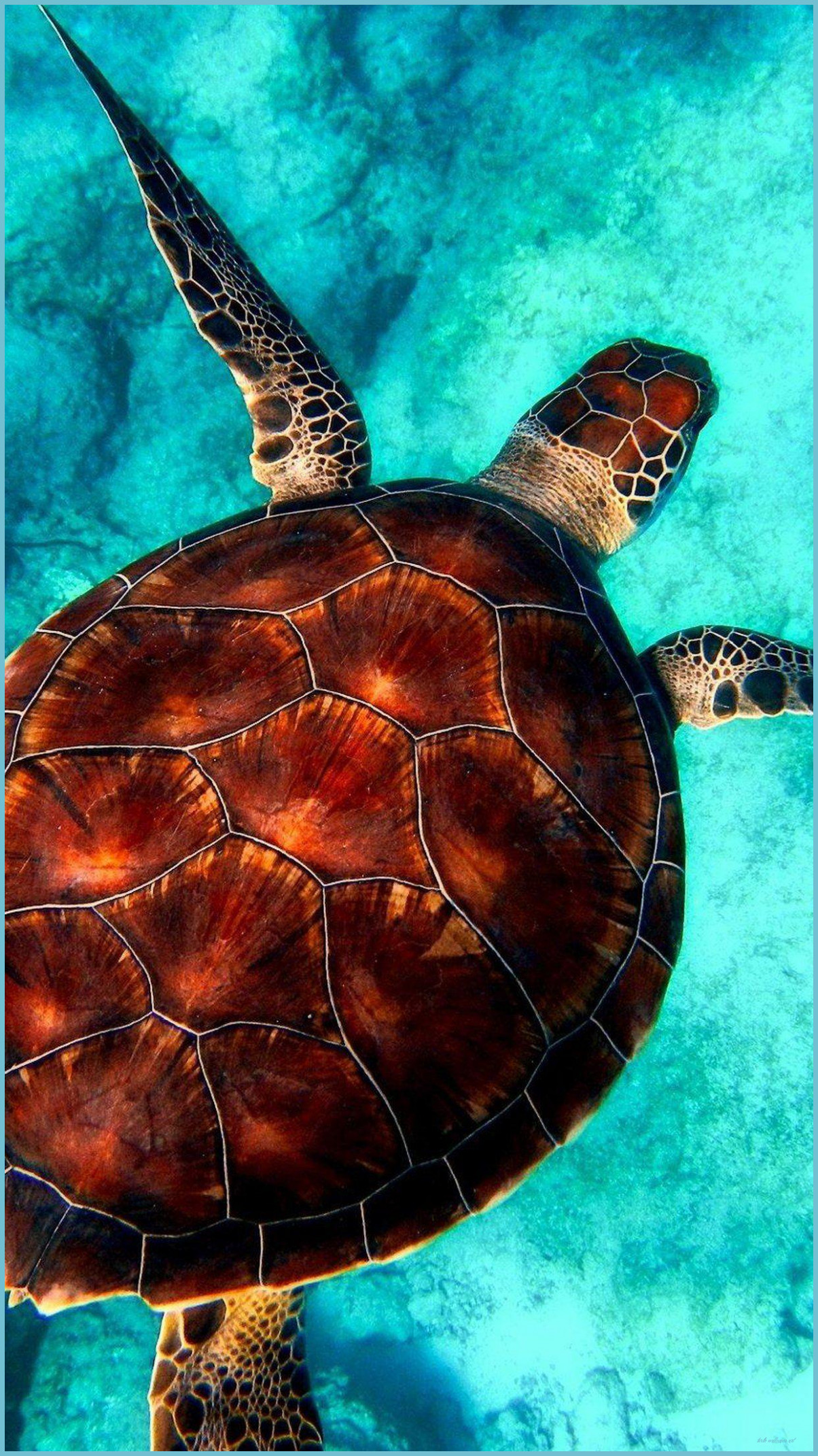 Aesthetic Sea Turtle Wallpapers - Wallpaper Cave