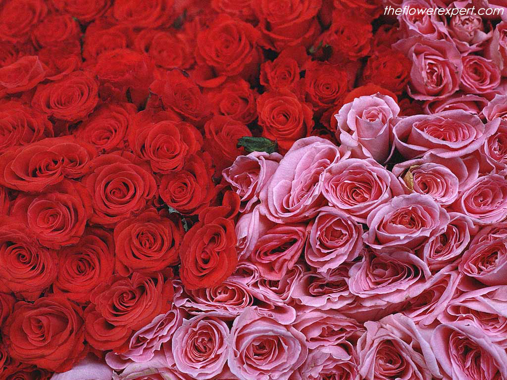 Red And Pink Roses Wallpapers - Wallpaper Cave