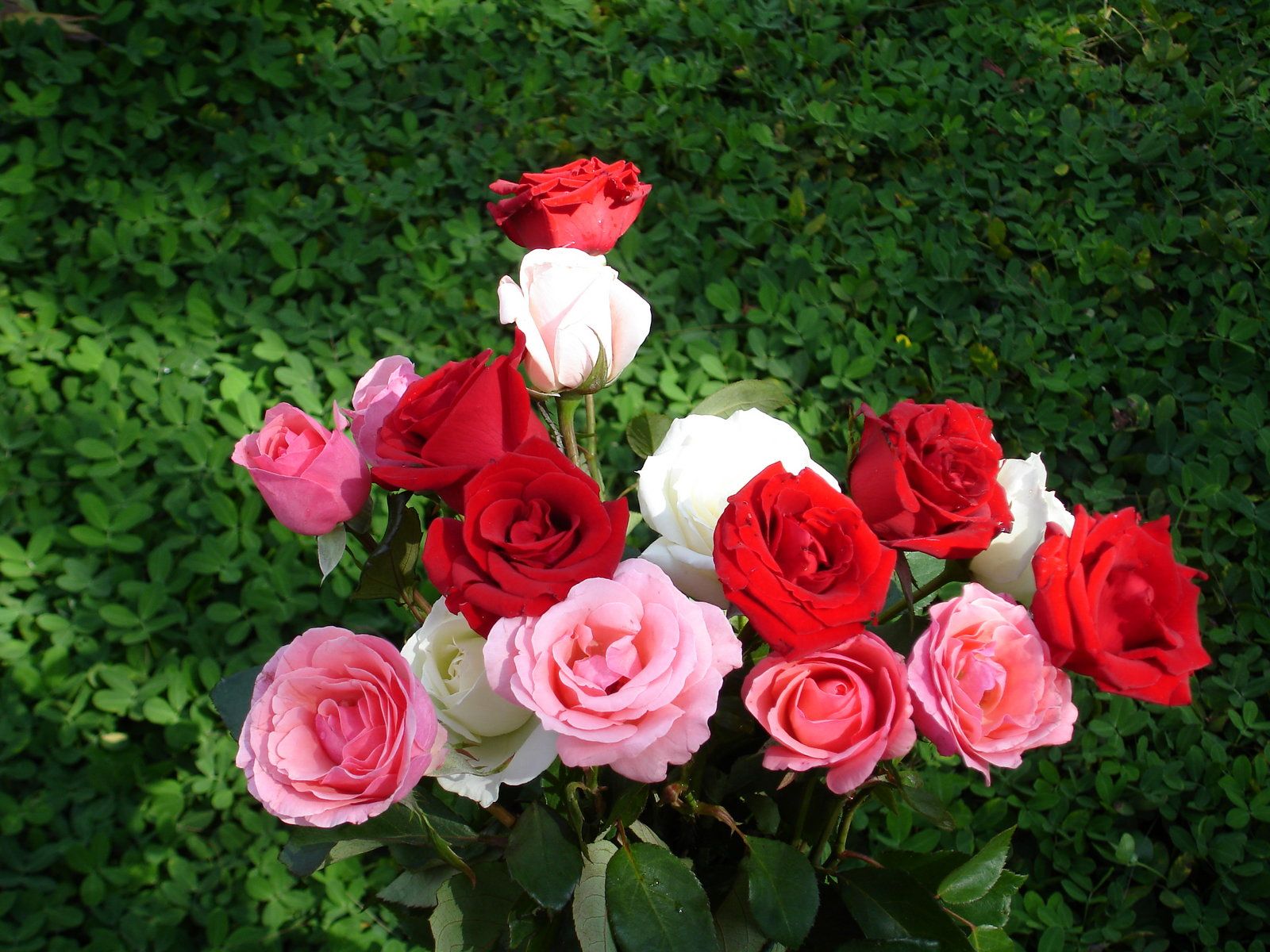 Red And Pink Roses Wallpapers - Wallpaper Cave