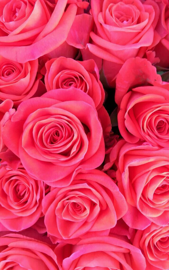 Red And Pink Roses Wallpapers - Wallpaper Cave