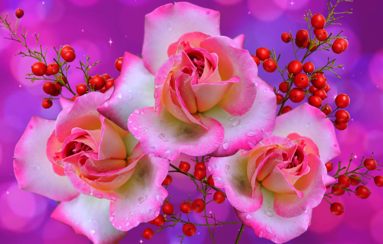 Red And Pink Roses Wallpapers - Wallpaper Cave Red And Pink Roses Wallpapers - Wallpaper Cave
