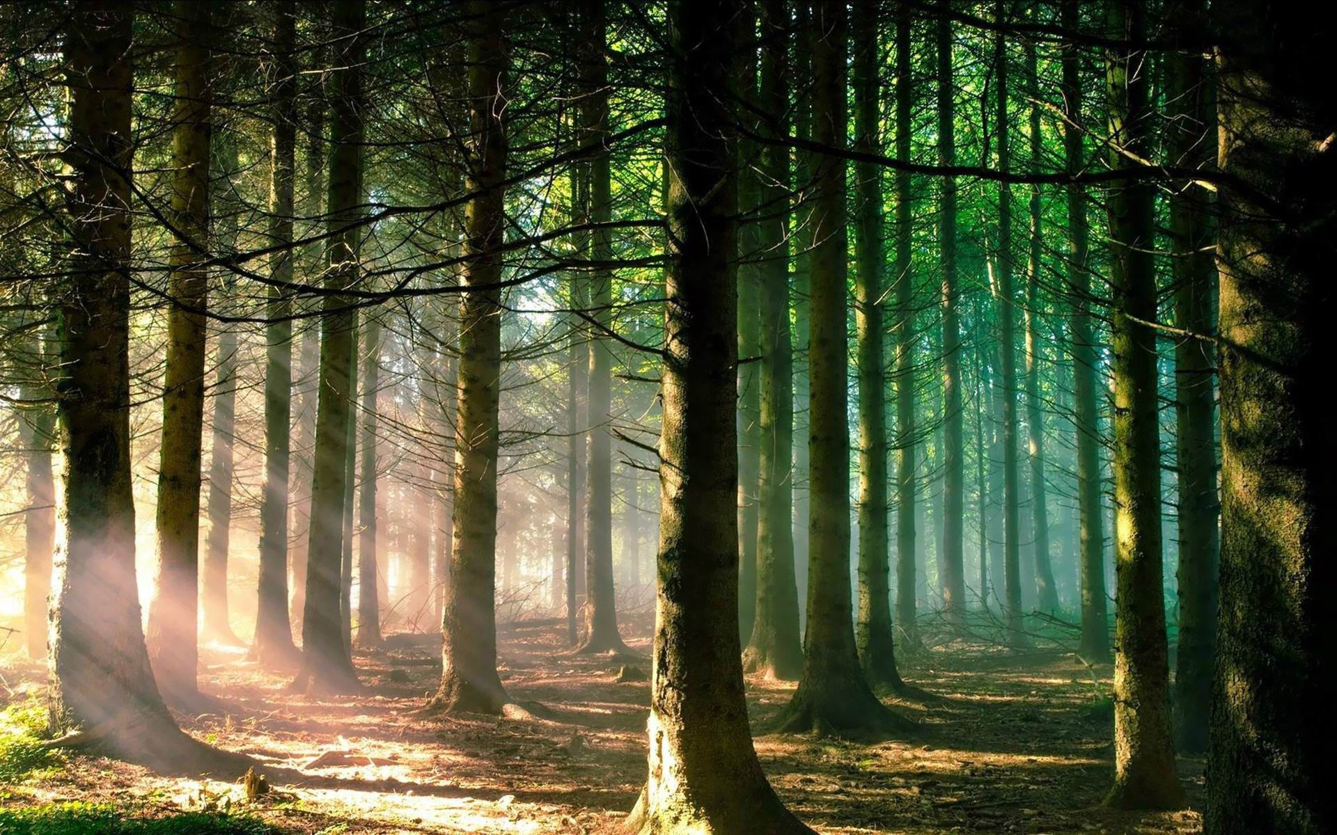 Trees Sunrays Forest Wallpapers - Wallpaper Cave