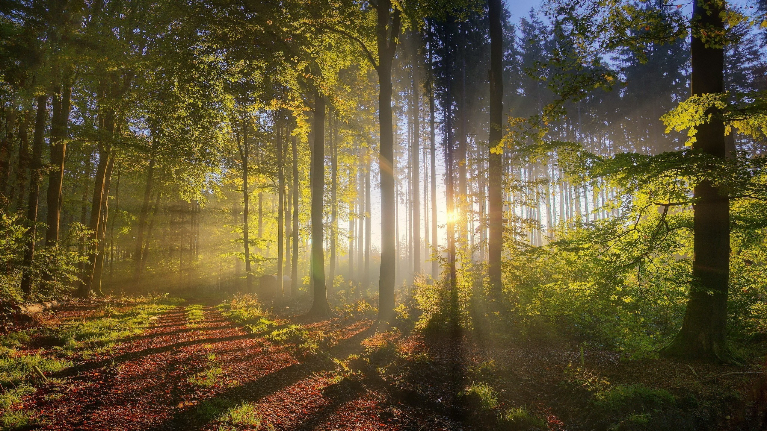 Trees Sunrays Forest Wallpapers - Wallpaper Cave