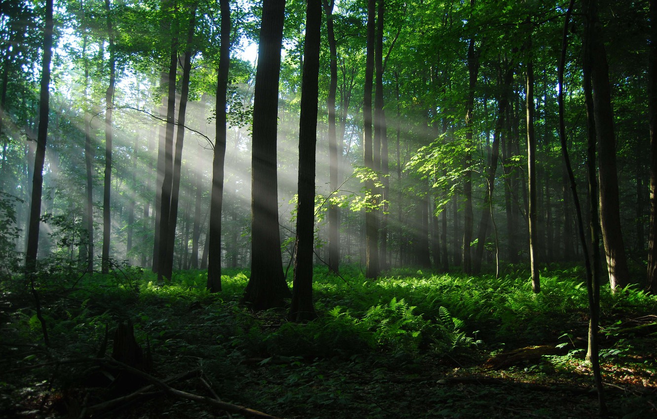 Trees Sunrays Forest Wallpapers - Wallpaper Cave