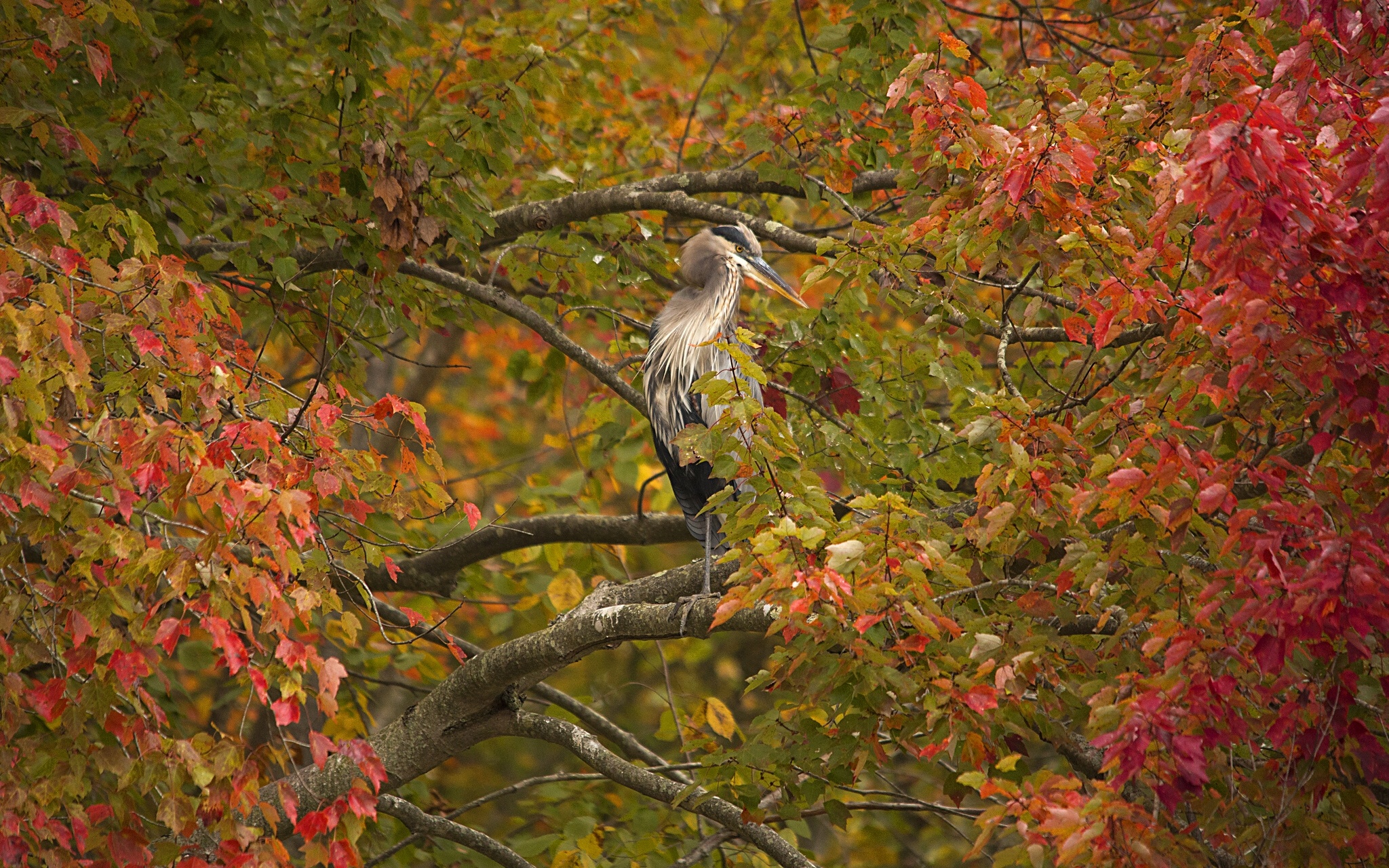Bird Autumn Wallpapers - Wallpaper Cave