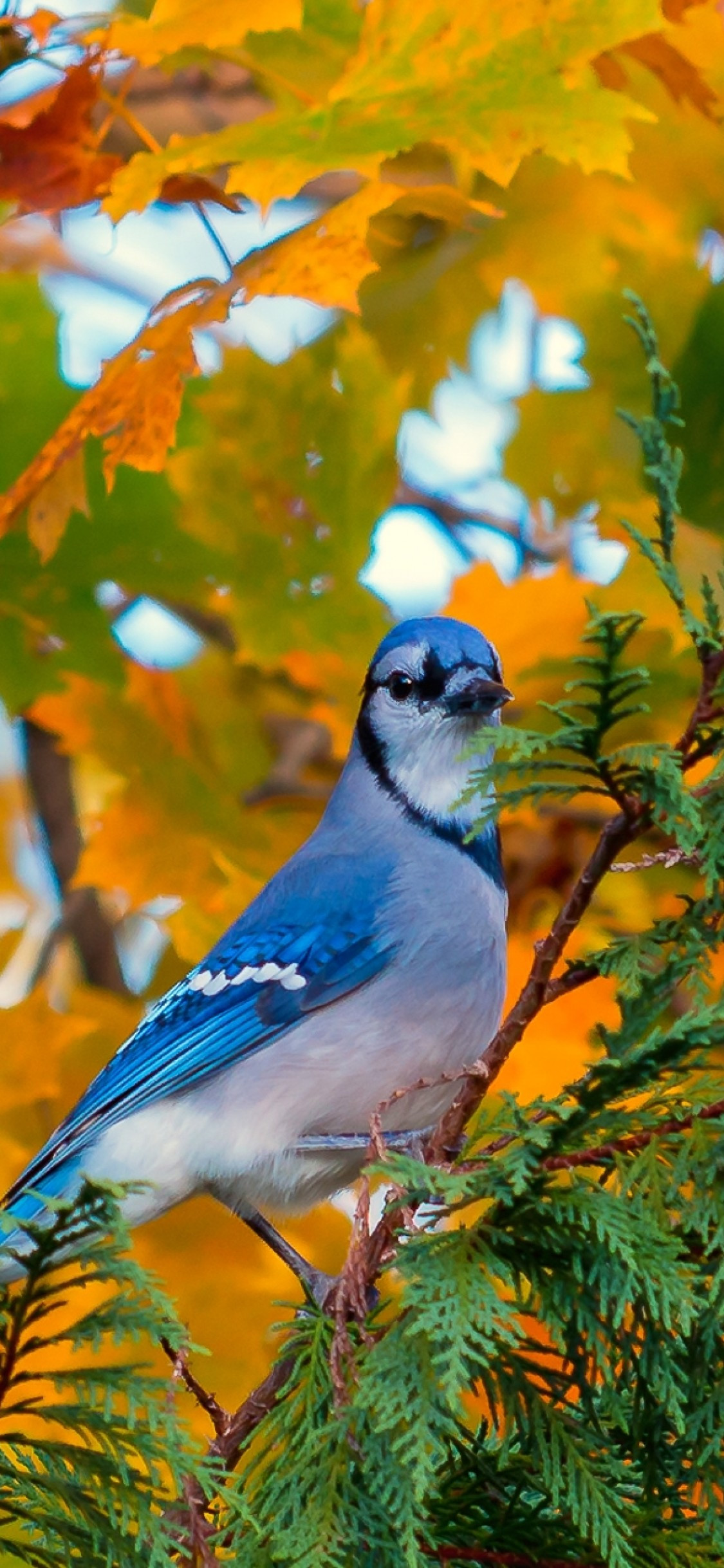 Bird Autumn Wallpapers - Wallpaper Cave