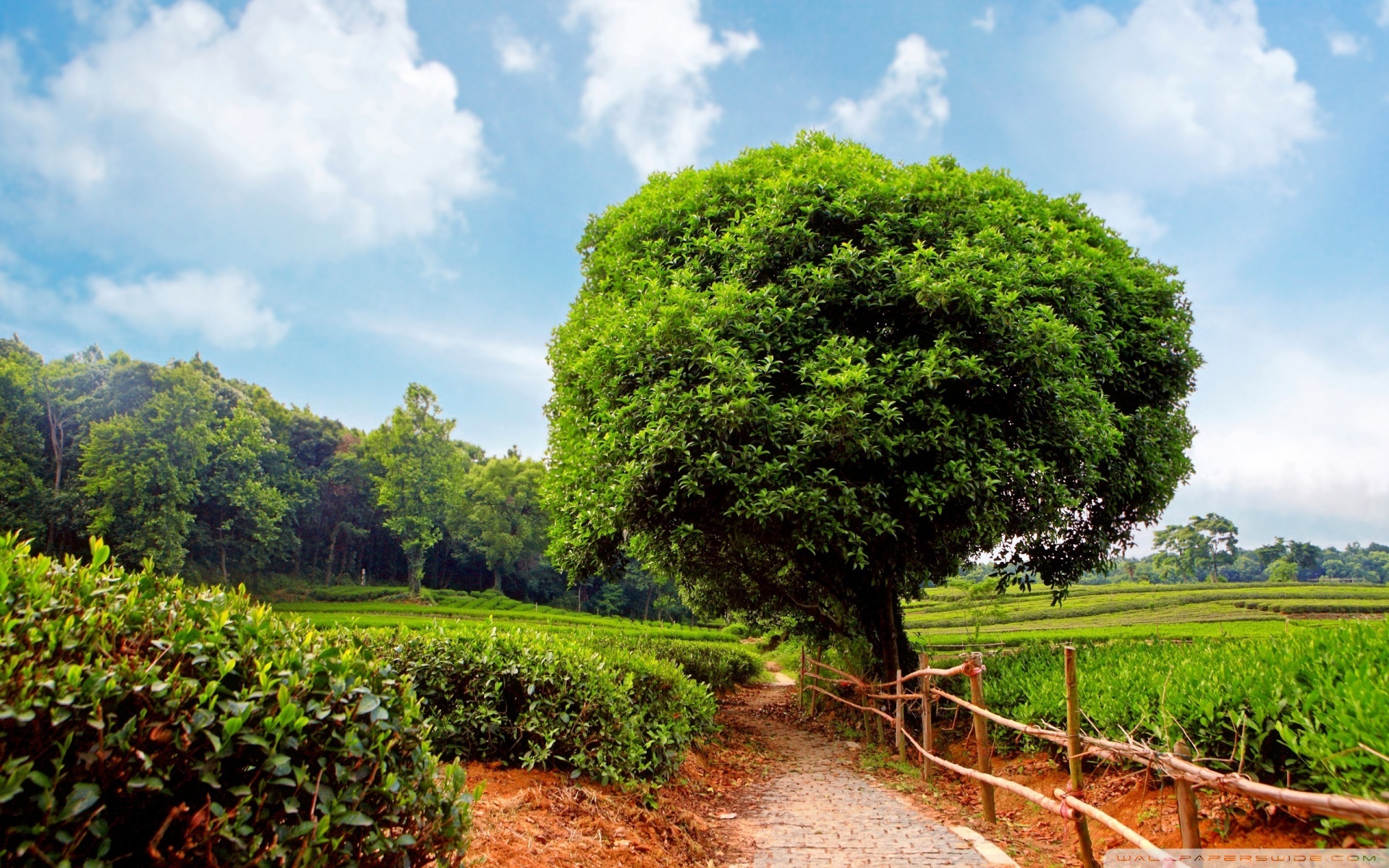 Tea Estate Wallpapers - Wallpaper Cave