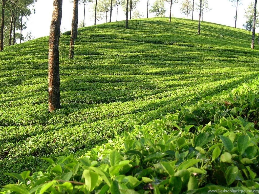 Tea Estate Wallpapers - Wallpaper Cave