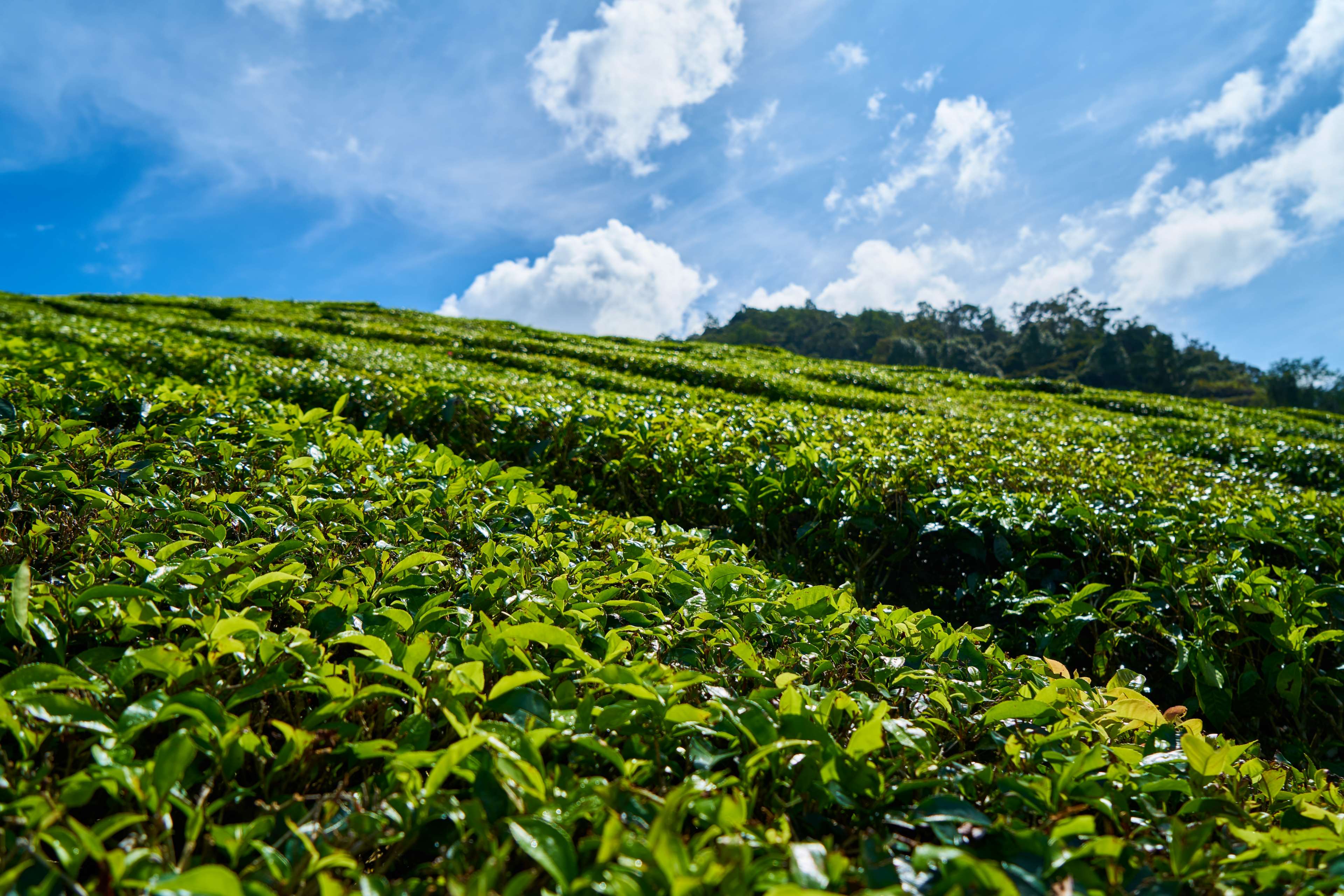 Tea Plantation Wallpapers - Wallpaper Cave