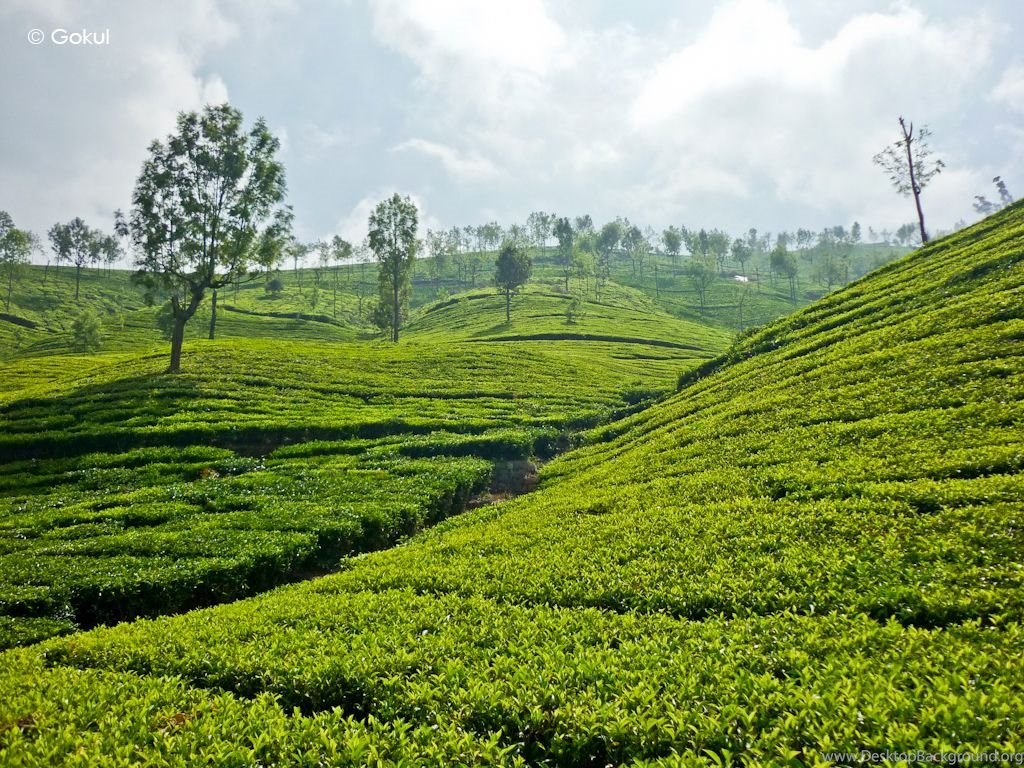 Tea Estate Wallpapers - Wallpaper Cave