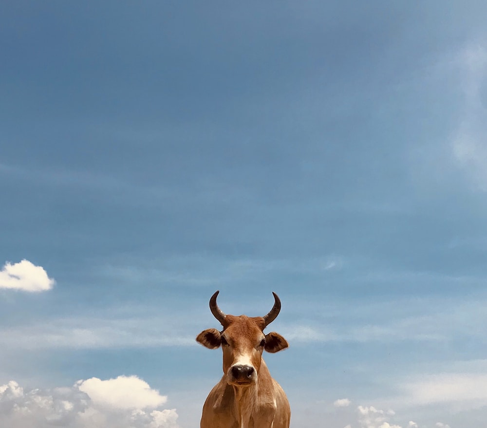 Indian Ox Wallpapers - Wallpaper Cave