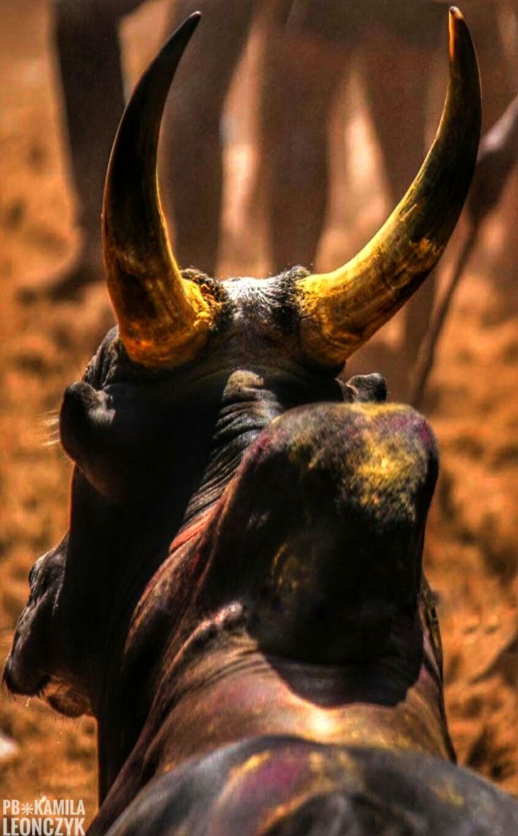 Indian Ox Wallpapers - Wallpaper Cave