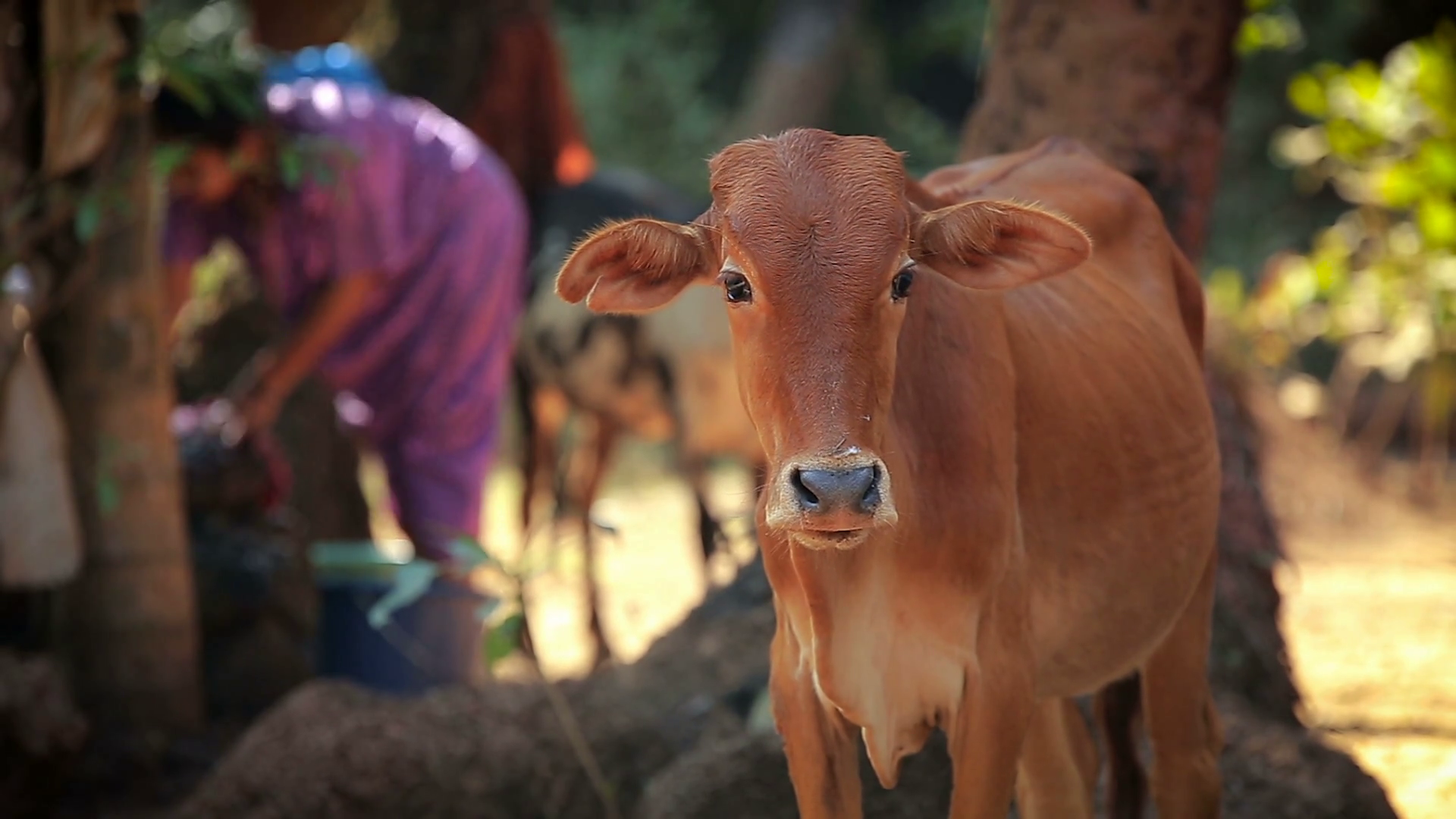 Indian Ox Wallpapers - Wallpaper Cave