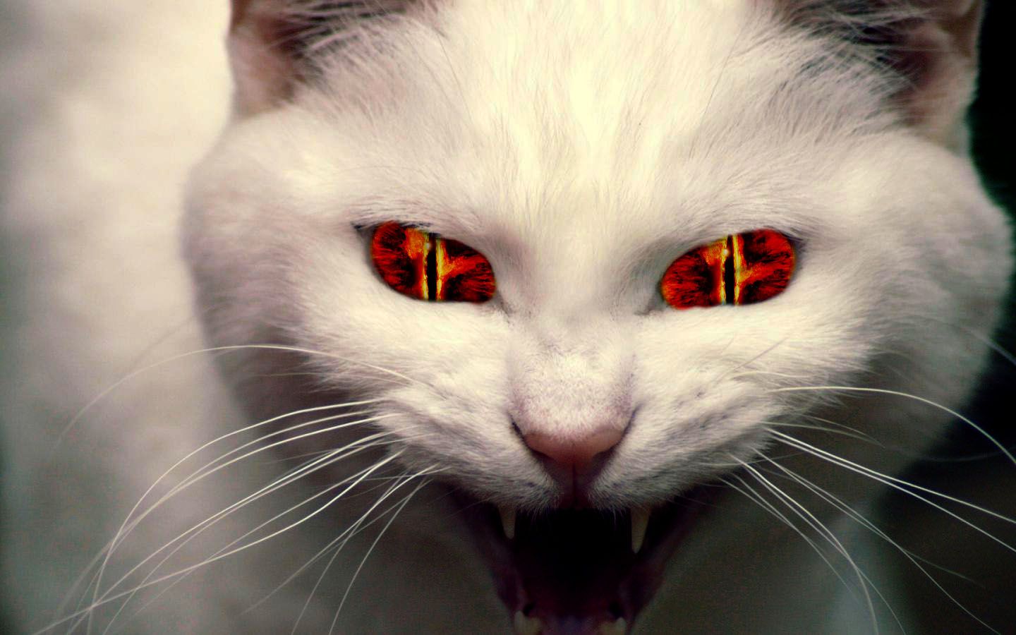 Devil Cat Wallpapers - Wallpaper Cave