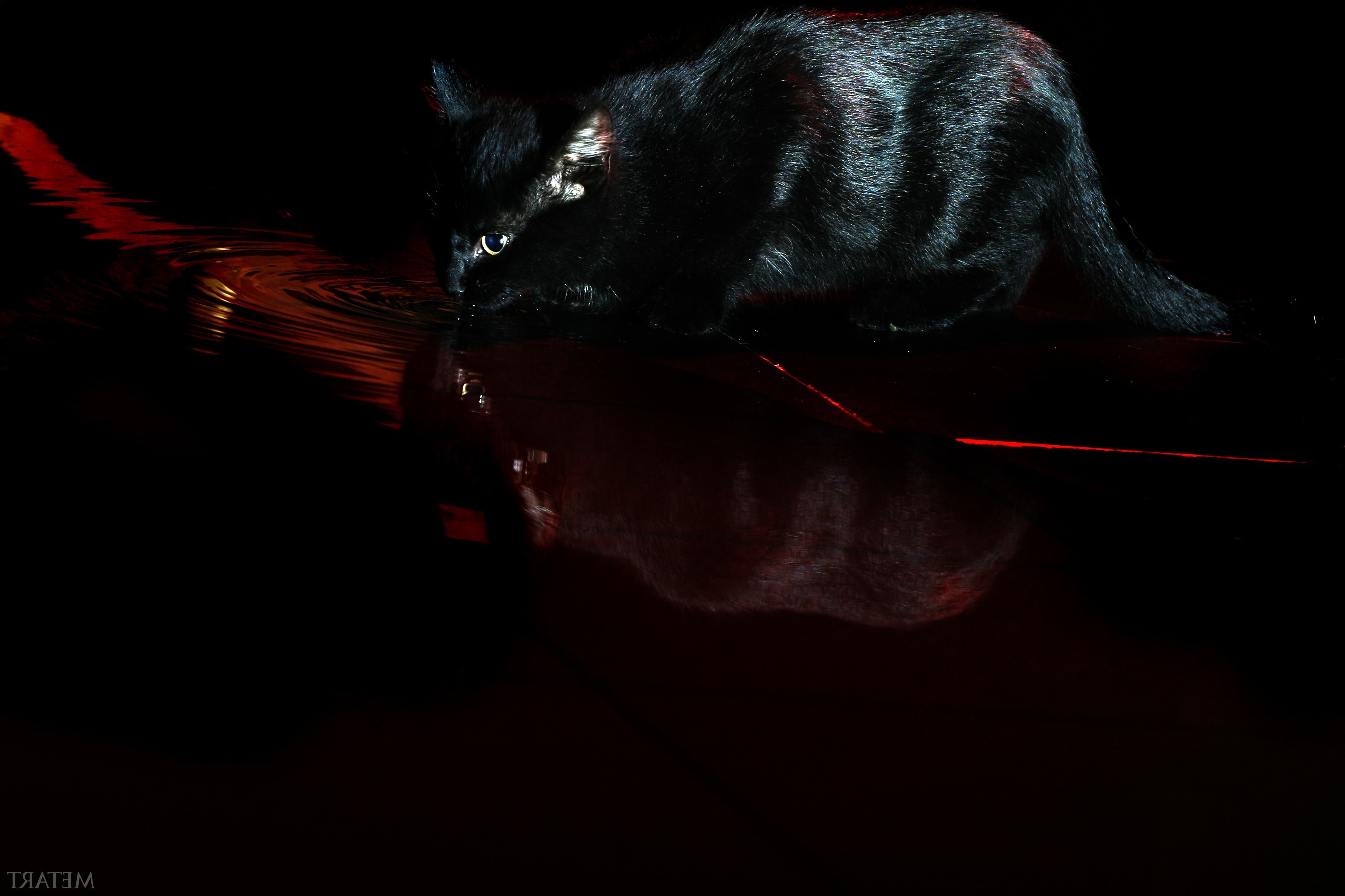 Devil Cat Wallpapers - Wallpaper Cave