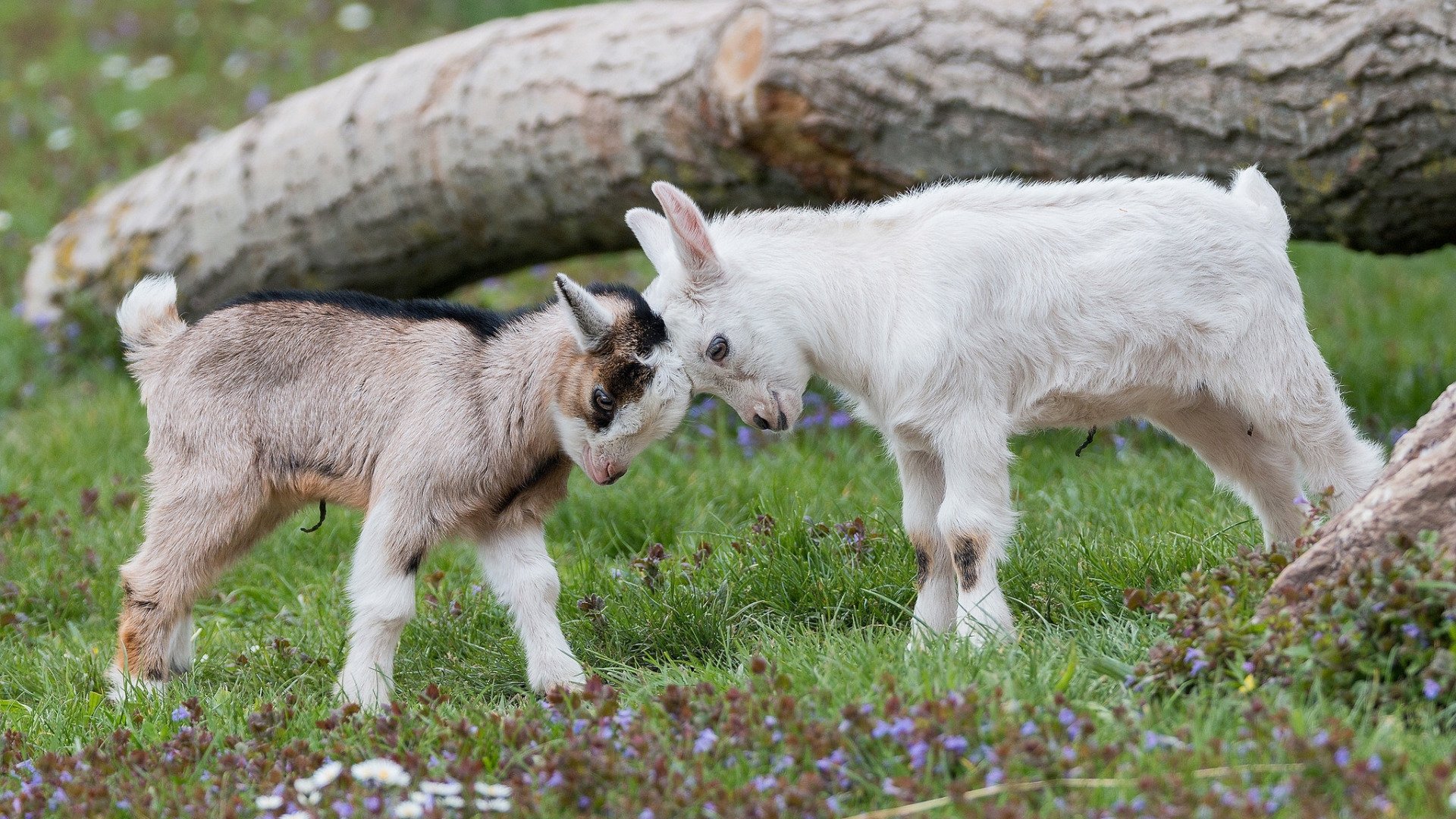 Cute Goats Wallpapers - Wallpaper Cave