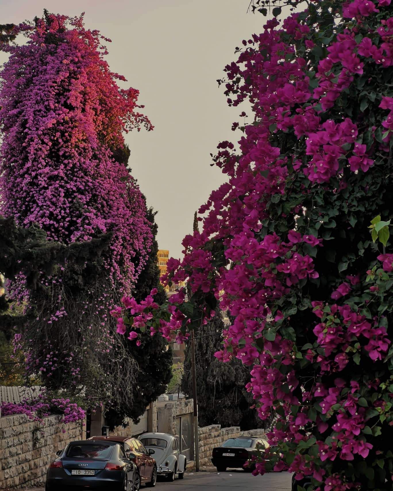 Amman Jordan Wallpapers - Wallpaper Cave