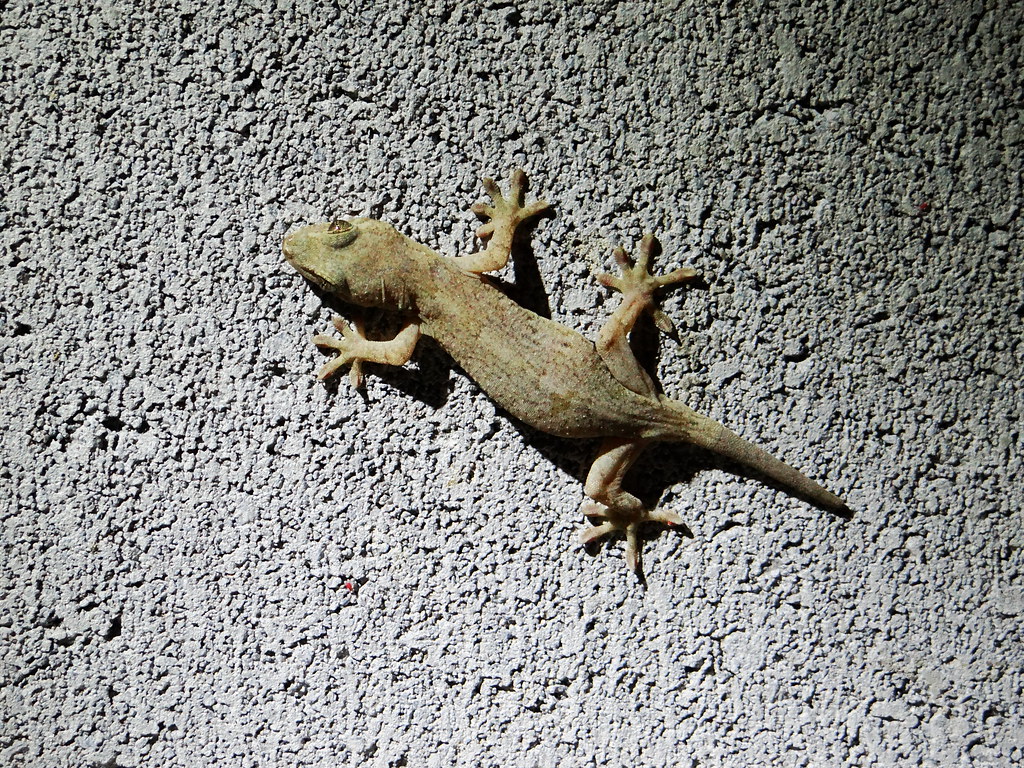 Schlegel's Japanese Gecko Wallpapers - Wallpaper Cave