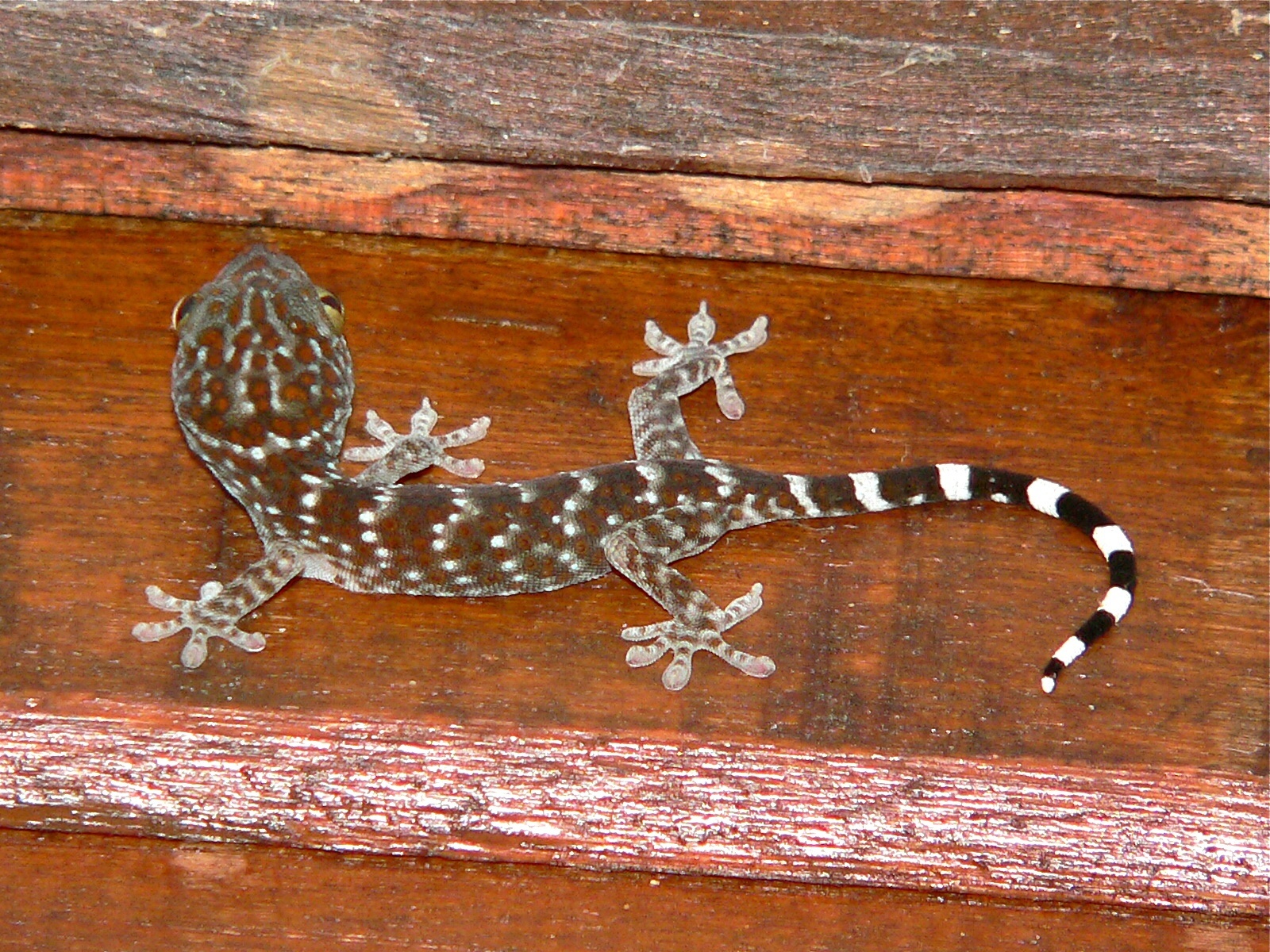 Schlegel's Japanese Gecko Wallpapers - Wallpaper Cave