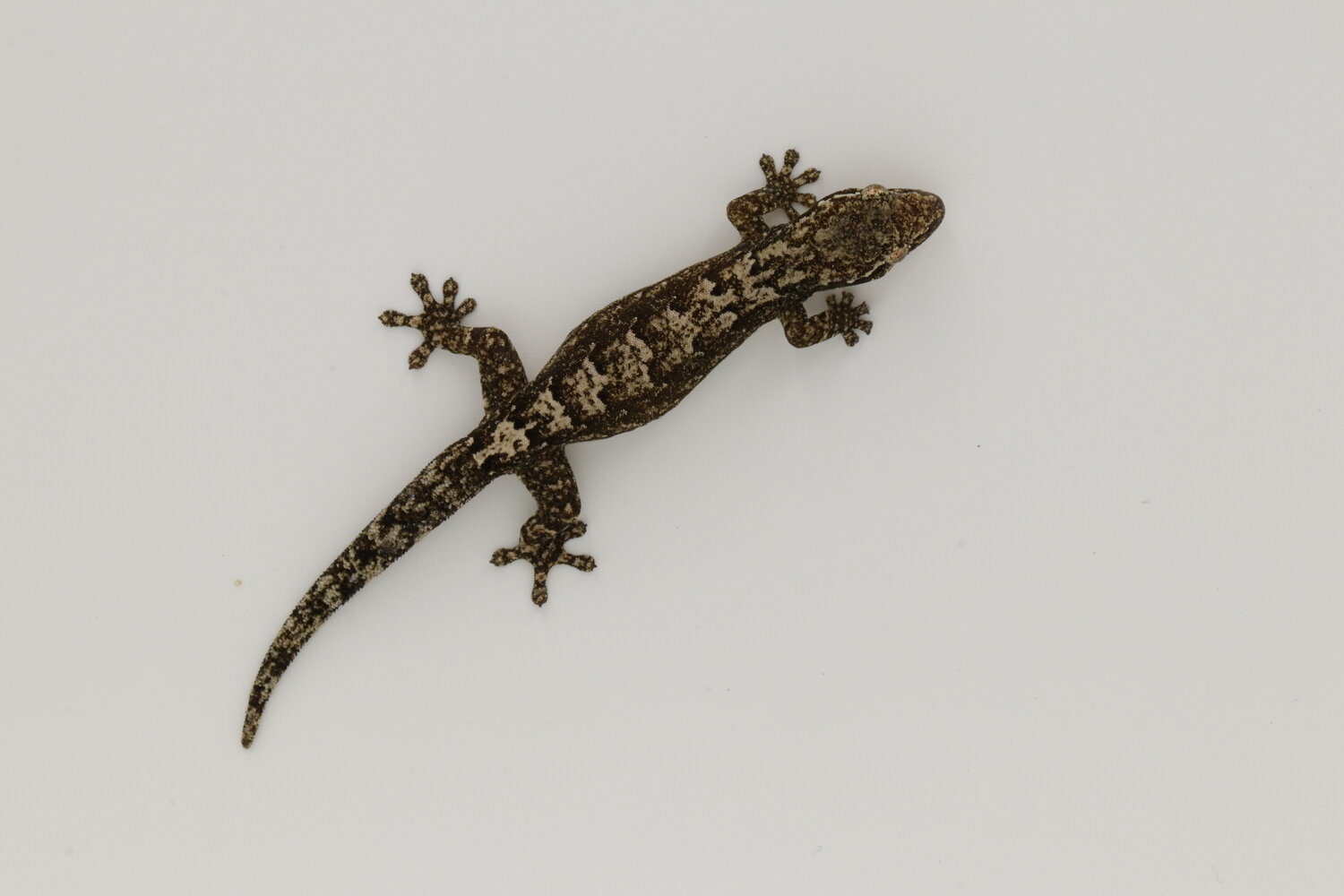 Schlegel's Japanese Gecko Wallpapers - Wallpaper Cave