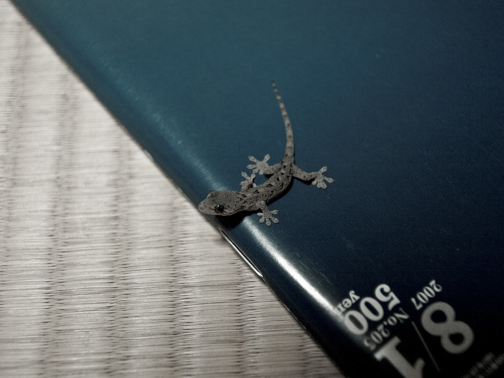 Schlegel's Japanese Gecko Wallpapers - Wallpaper Cave