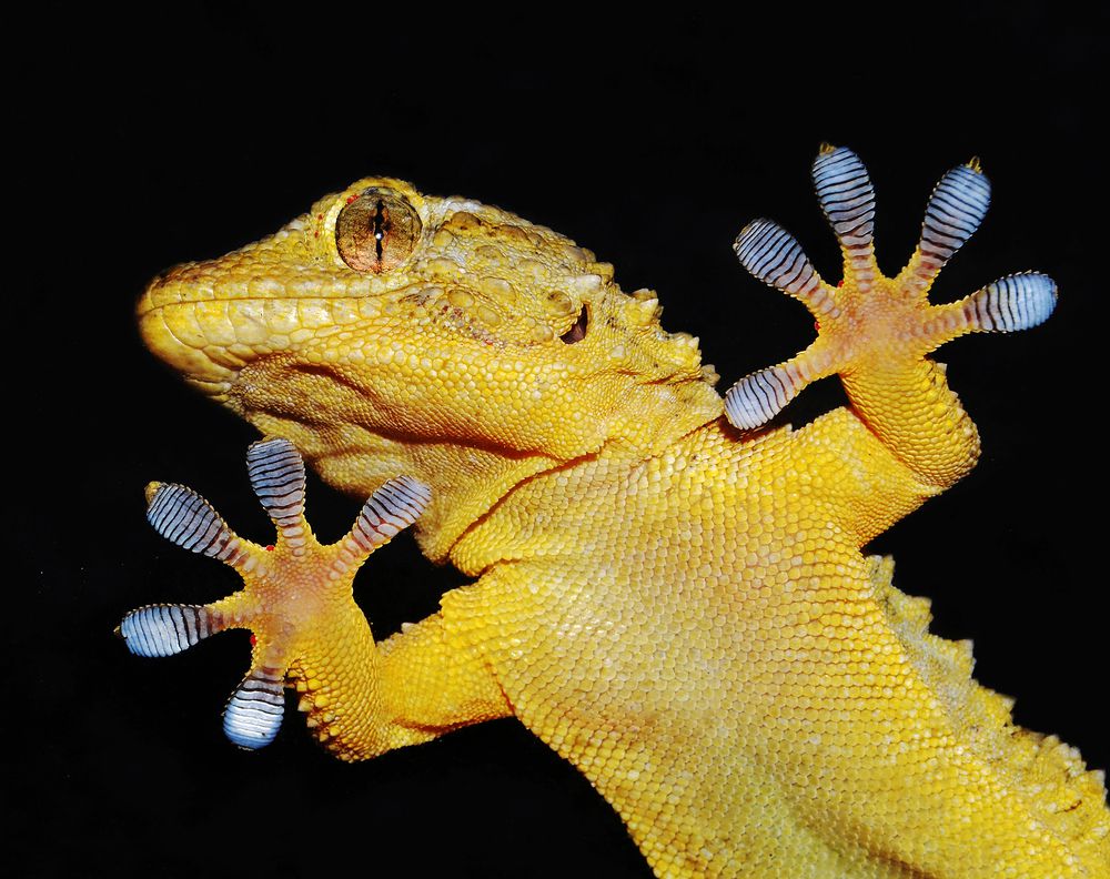 Schlegel's Japanese Gecko Wallpapers - Wallpaper Cave