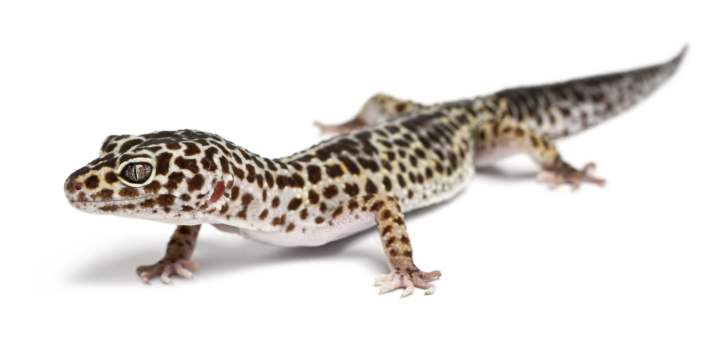 Schlegel's Japanese Gecko Wallpapers - Wallpaper Cave