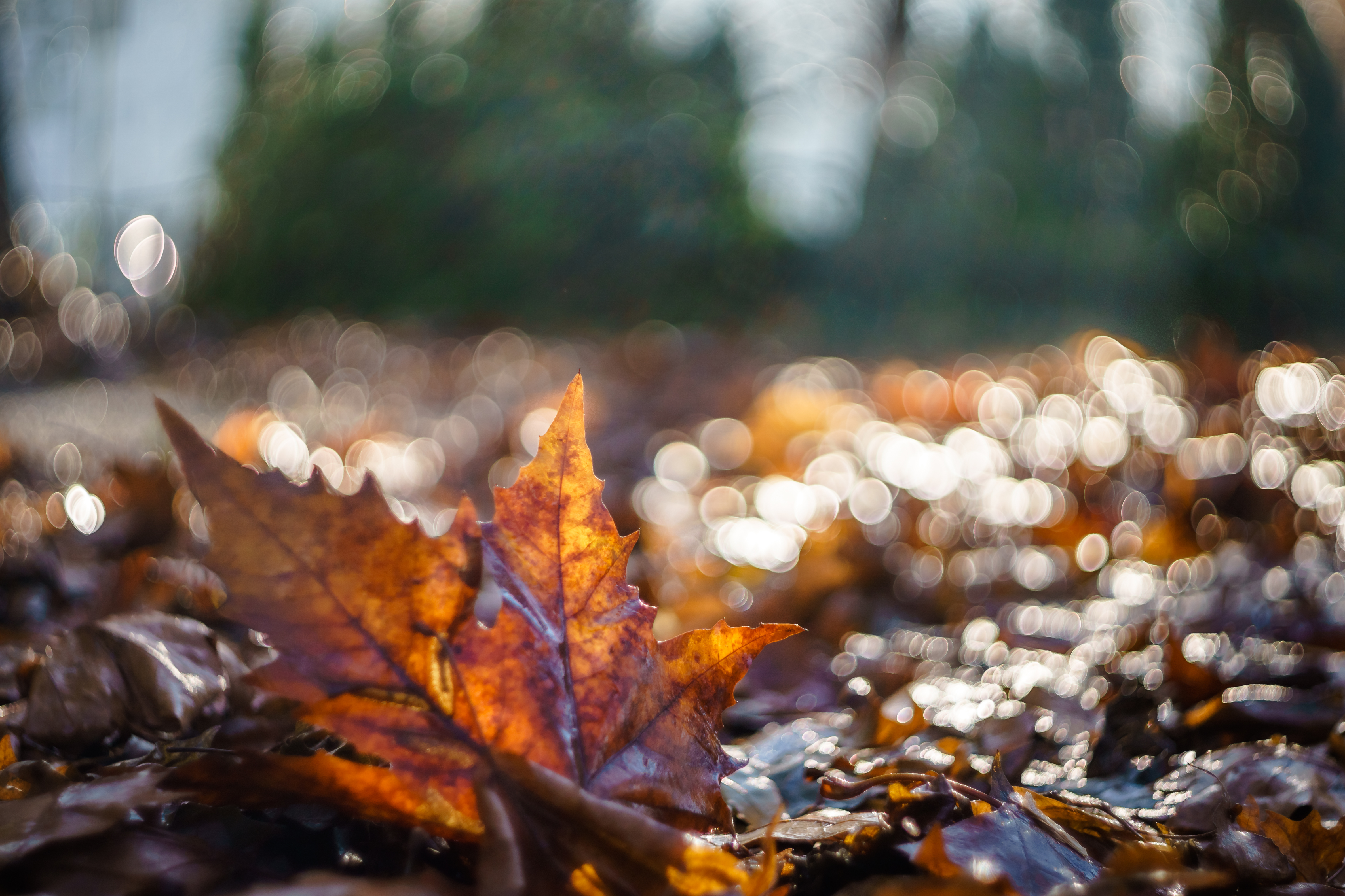 Morning Autumn Wallpapers - Wallpaper Cave