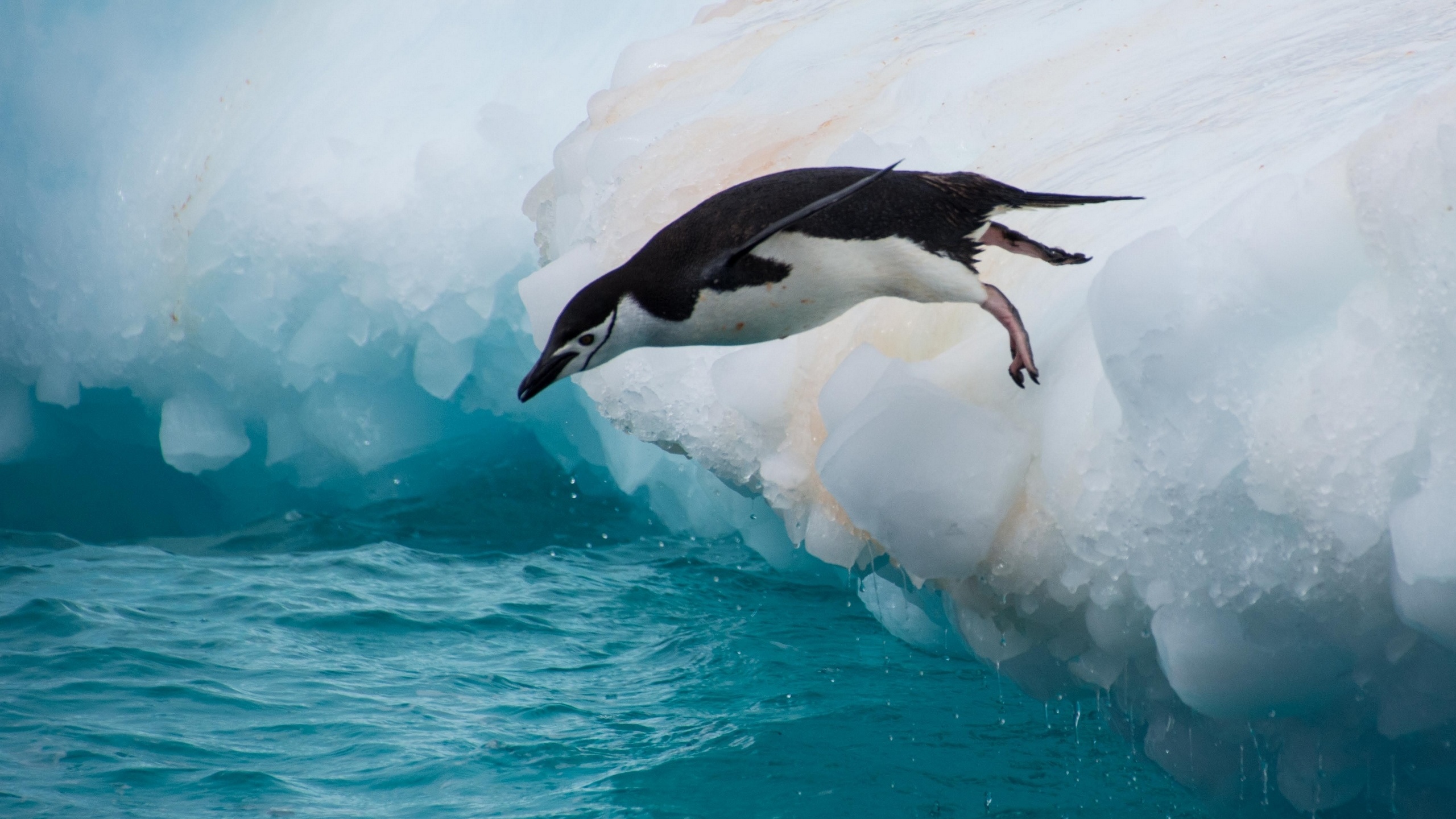 Penguin On Ice Wallpapers - Wallpaper Cave