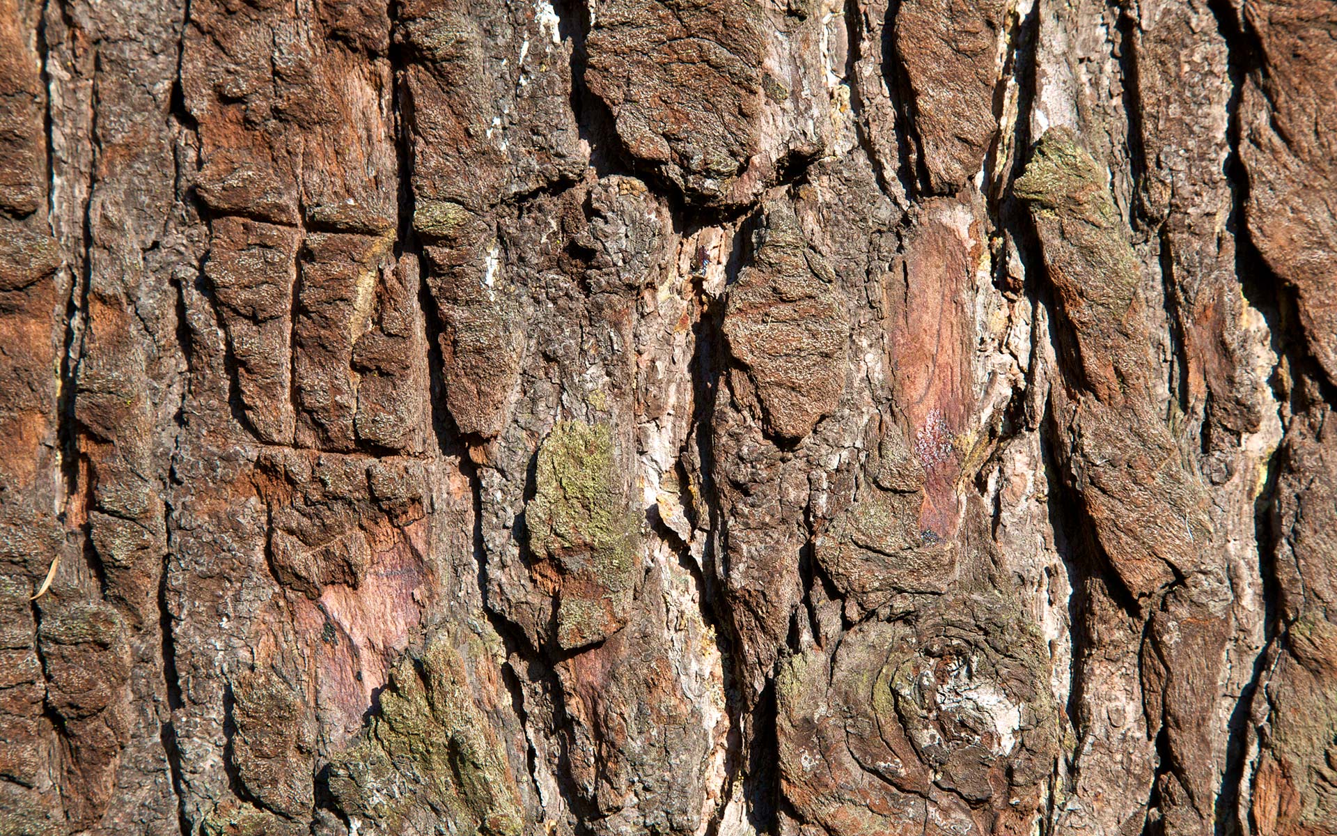 Tree Bark Wallpapers - Wallpaper Cave