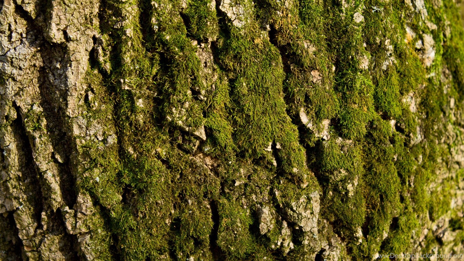 Tree Bark Wallpapers - Wallpaper Cave