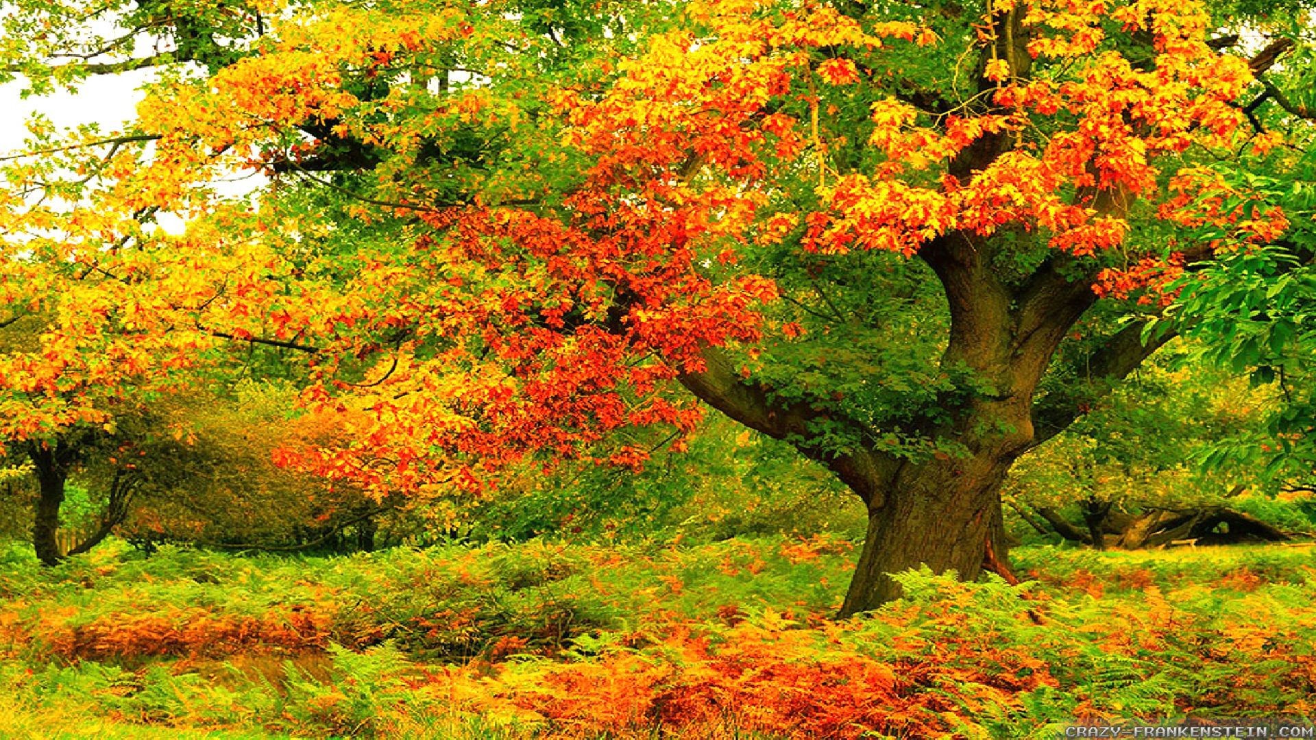 Big Autumn Trees Wallpapers - Wallpaper Cave