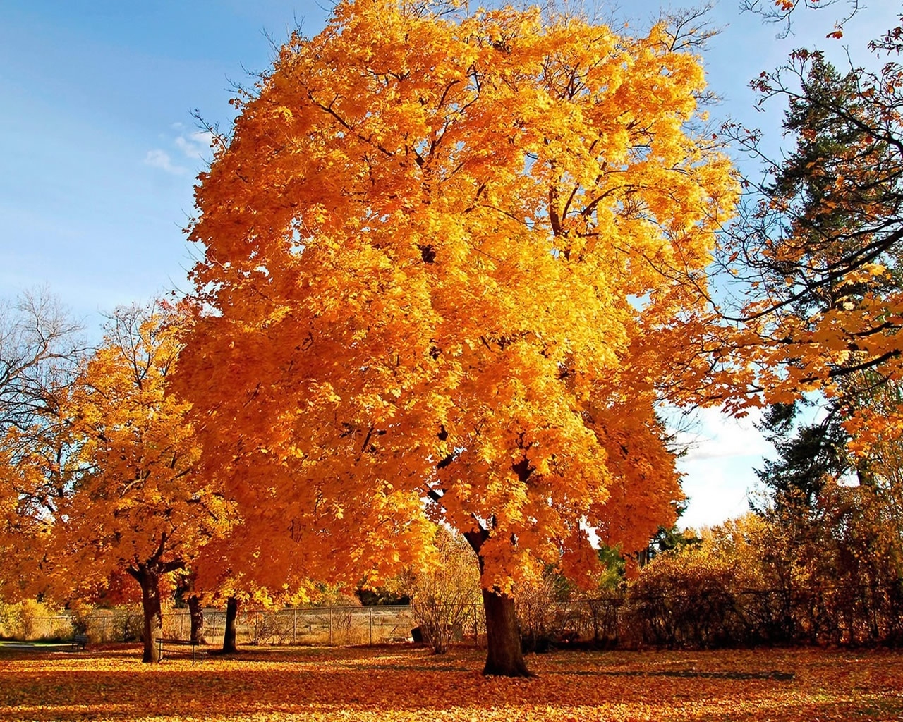 Big Autumn Trees Wallpapers - Wallpaper Cave