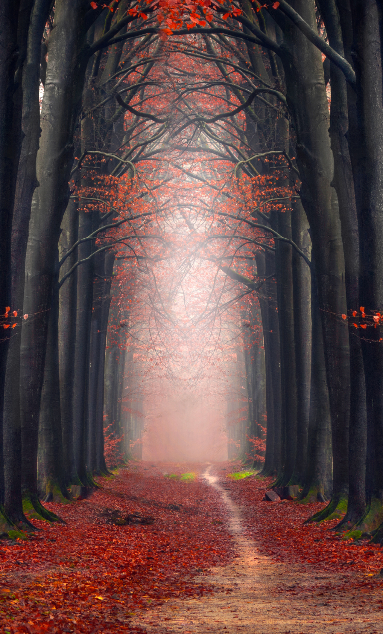 Big Autumn Trees Wallpapers - Wallpaper Cave