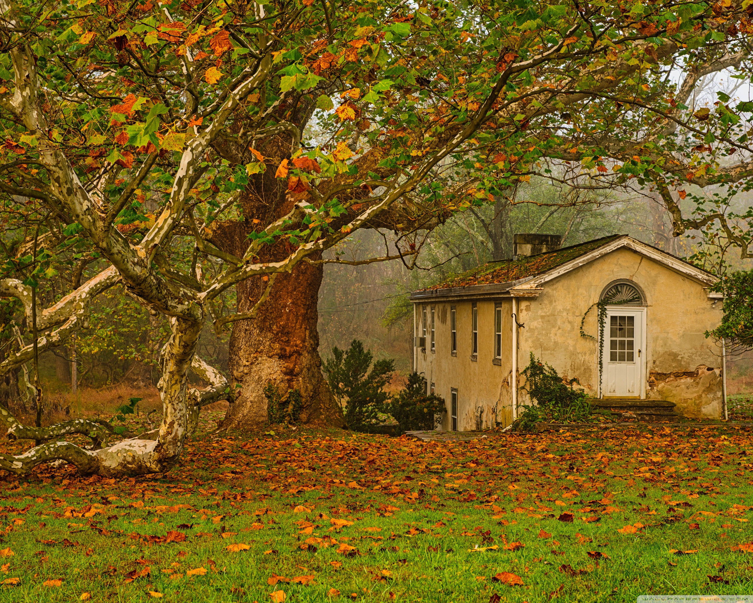 Big Autumn Trees Wallpapers - Wallpaper Cave