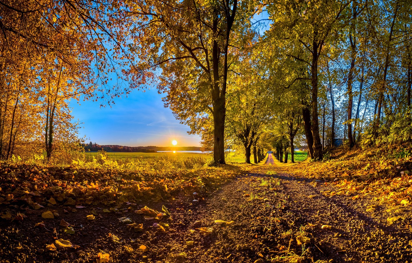 Big Autumn Trees Wallpapers - Wallpaper Cave