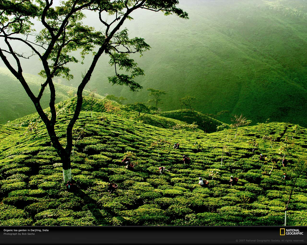 Assam Landscape Wallpapers - Wallpaper Cave