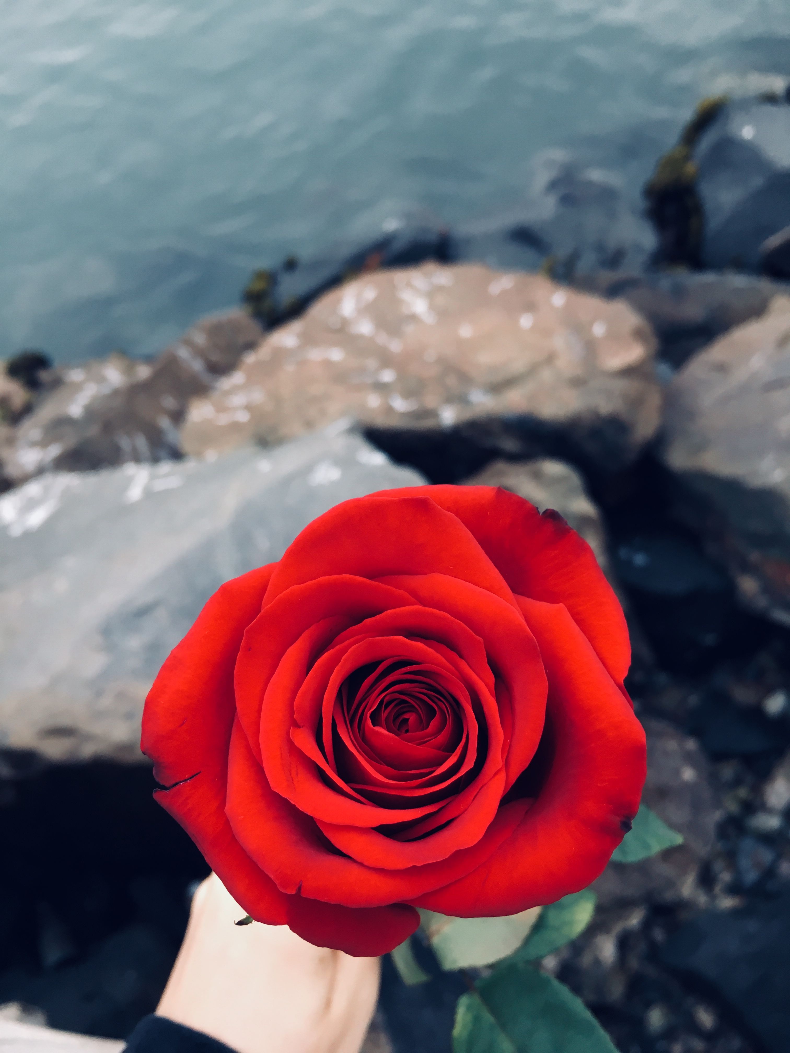 Women With Rose Flower Wallpapers - Wallpaper Cave