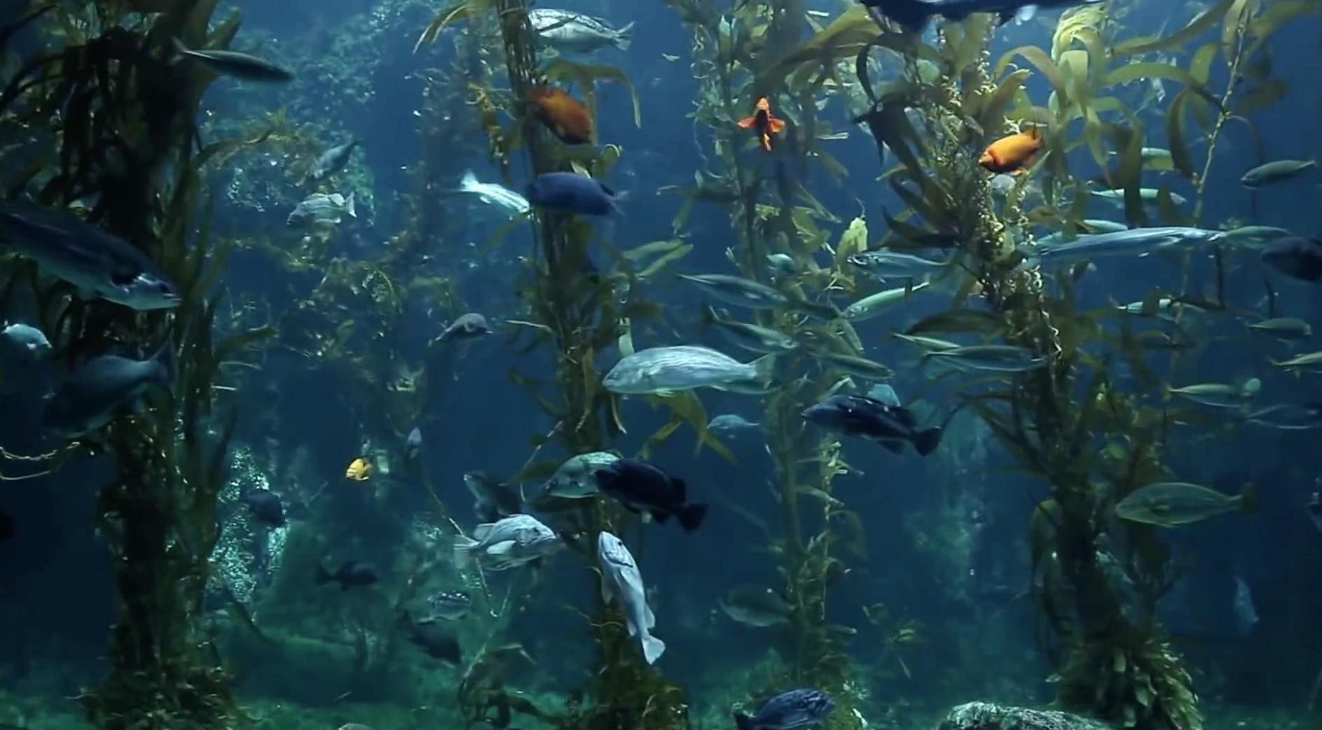 Windows Underwater Wallpapers - Wallpaper Cave