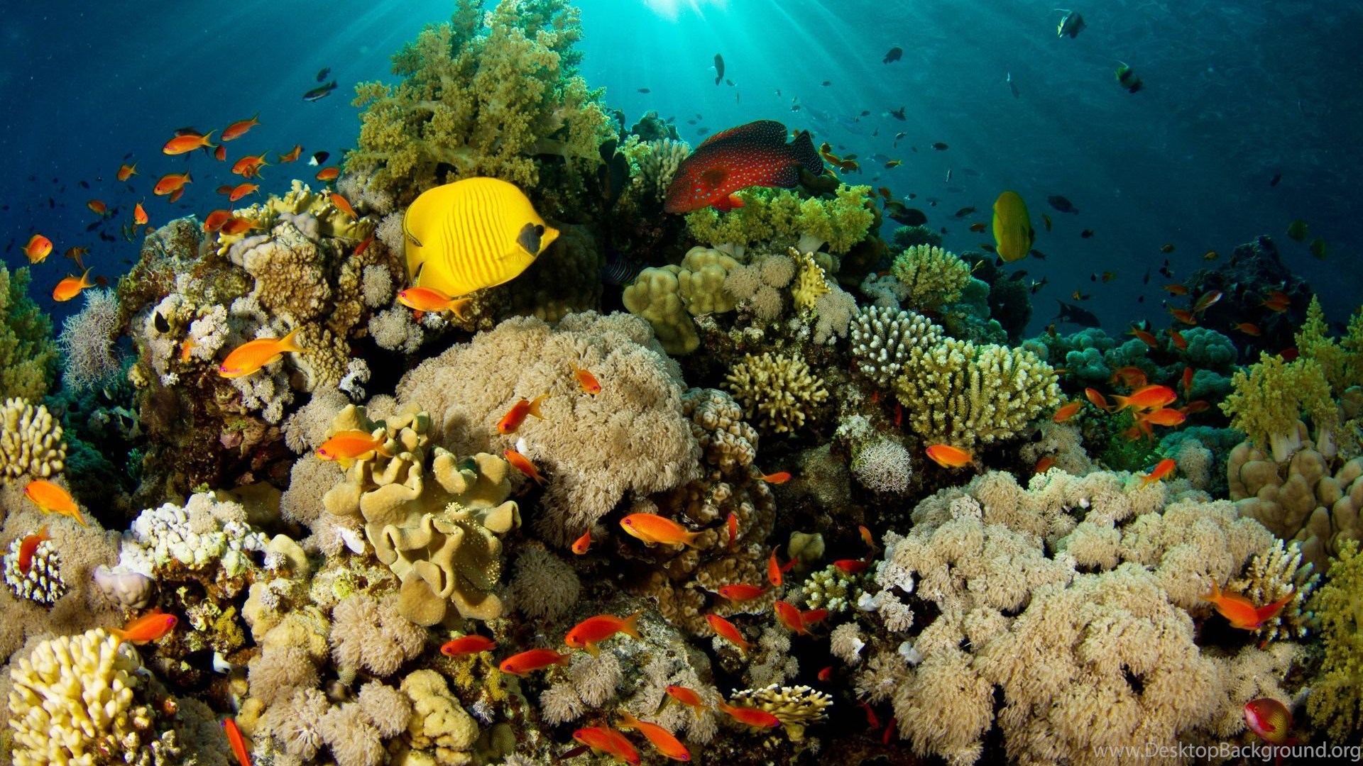 The Underwater World Wallpapers - Wallpaper Cave